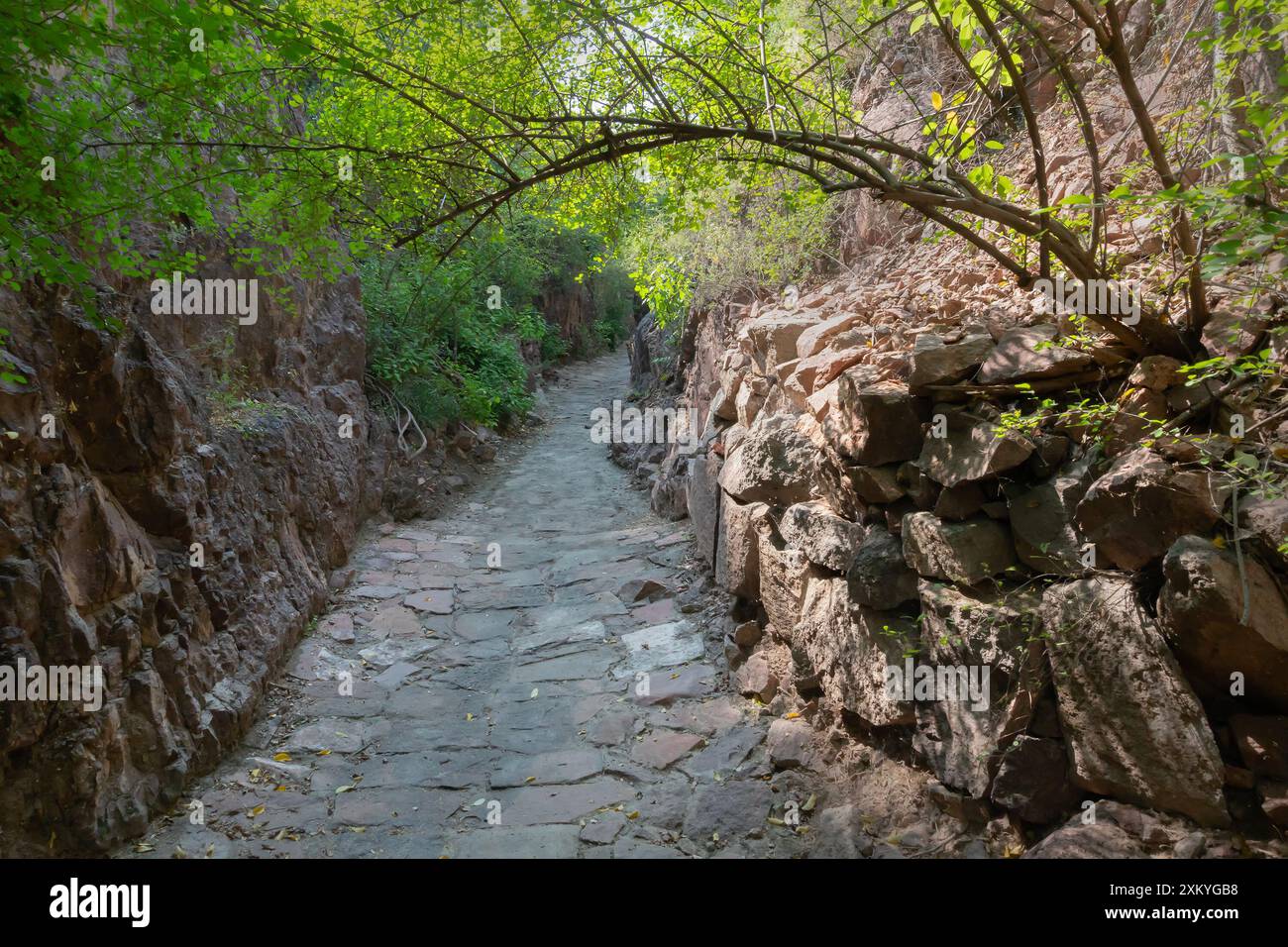 Elephantgully hi-res stock photography and images - Alamy