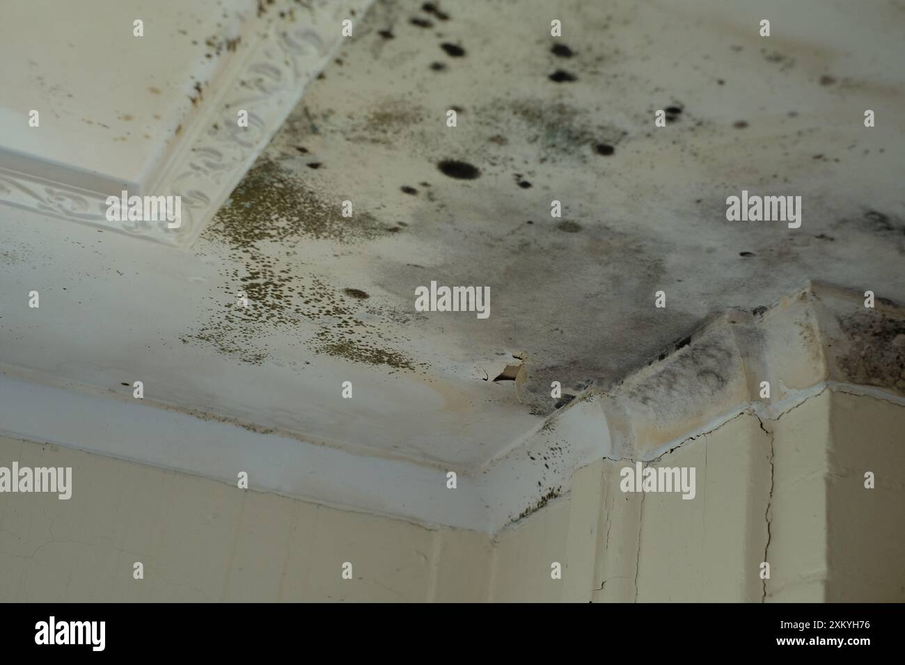 Water damage to a ceiling causing spots of black mould and paint ...
