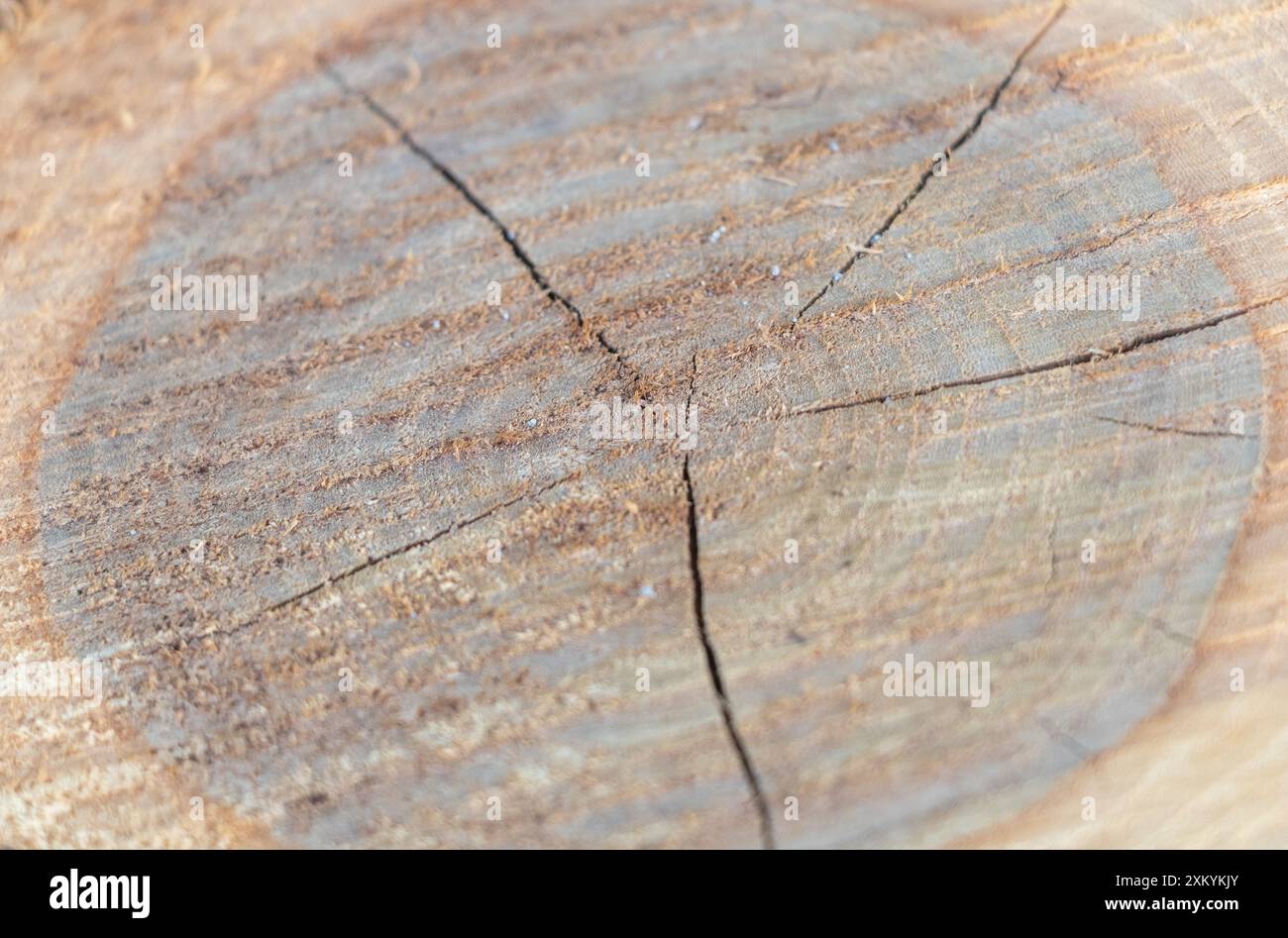 Tree stump cross section hi-res stock photography and images - Alamy