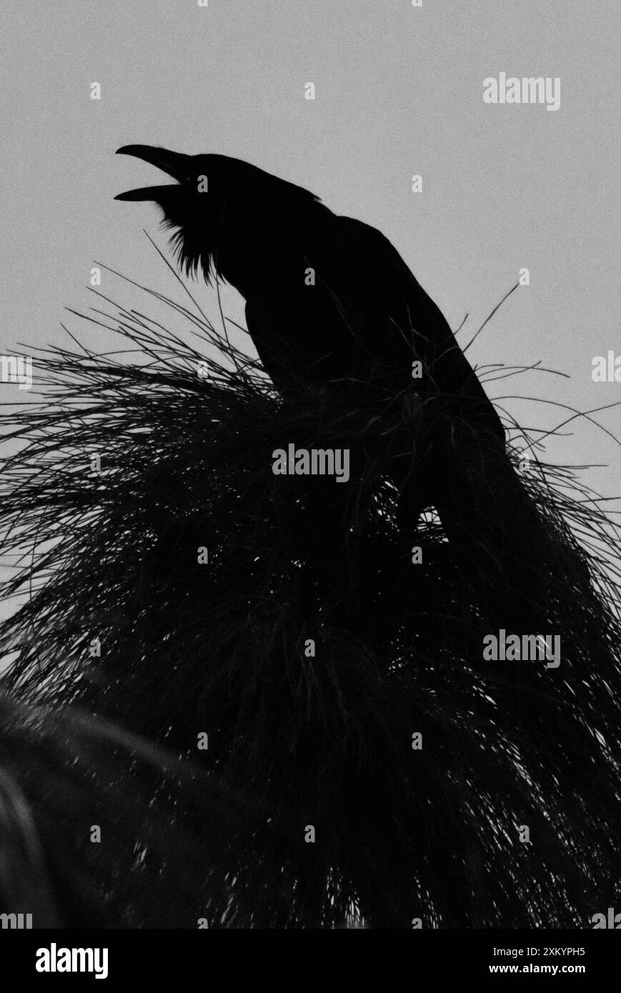 Raven lore hi-res stock photography and images - Alamy