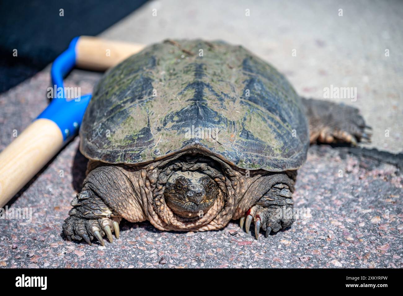 Selective focus on a large snapping turtle crossing a paved road in ...