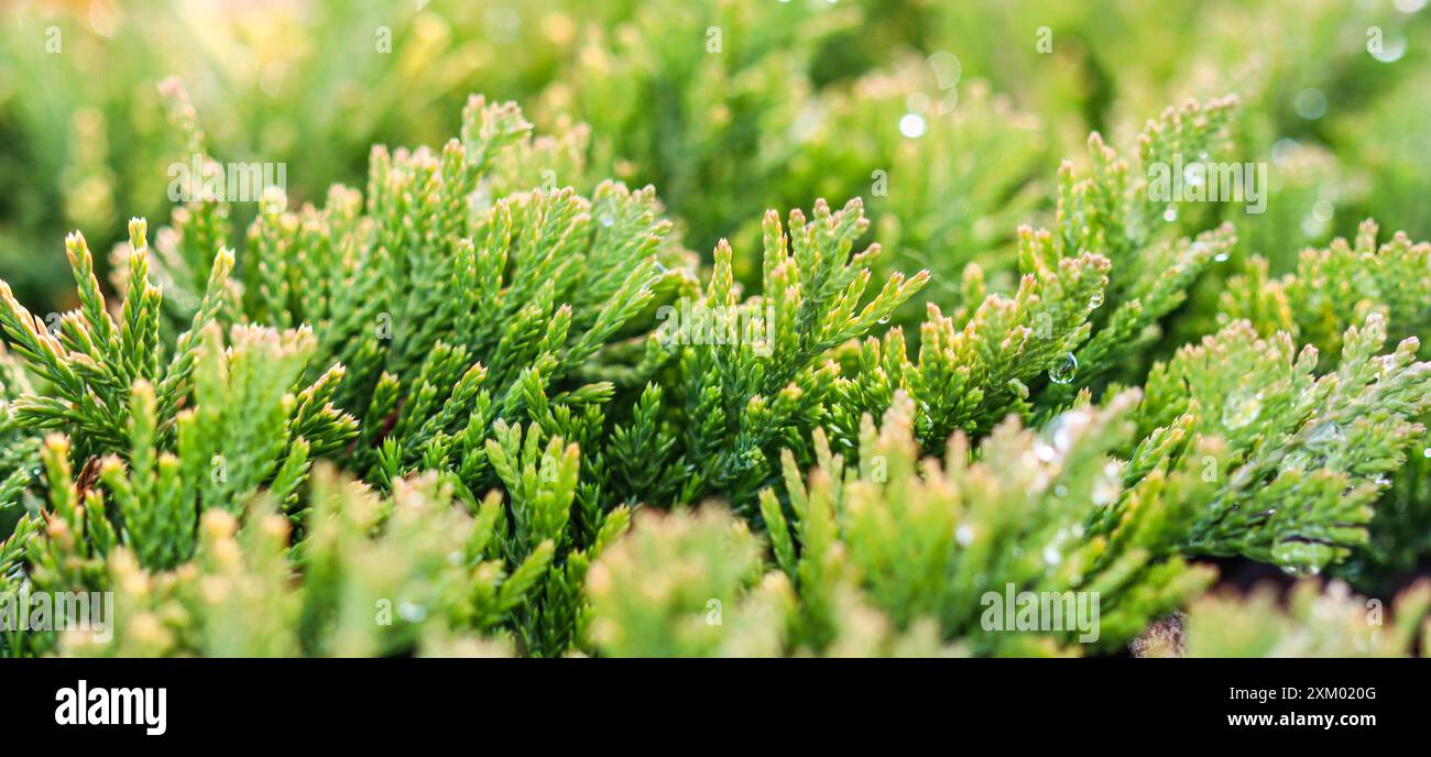 Texture, background, pattern of evergreen coniferous branches of ...