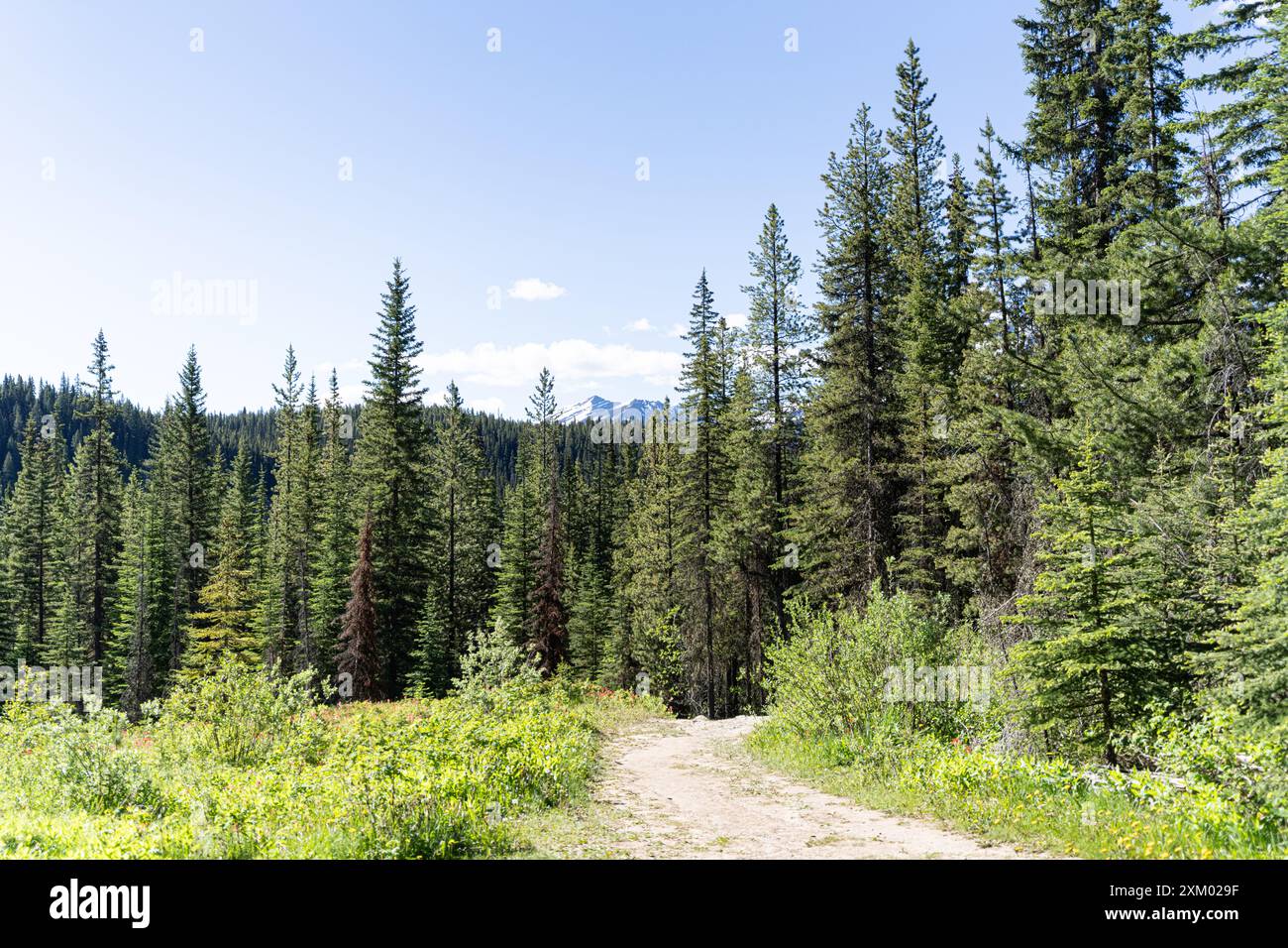 Tree forest in the mountains hiking trails Stock Photo - Alamy