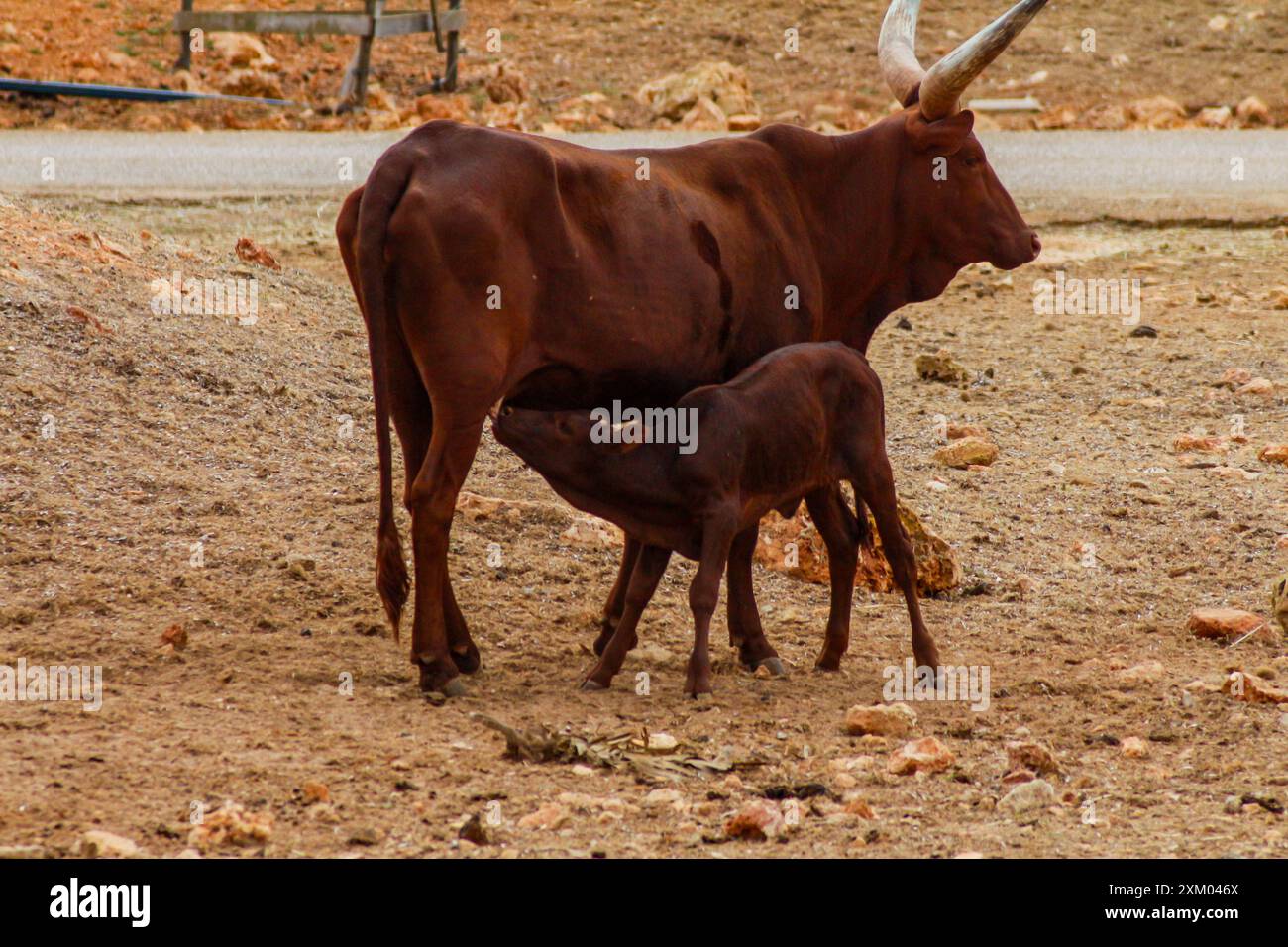 Calf drinks milk from mother Zebu cow Stock Photo - Alamy