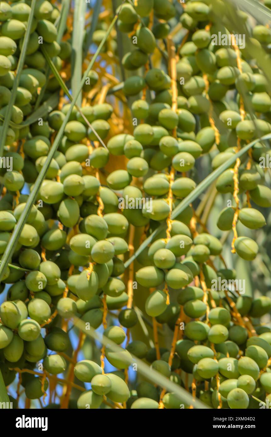 small date palm tree in garden Stock Photo - Alamy