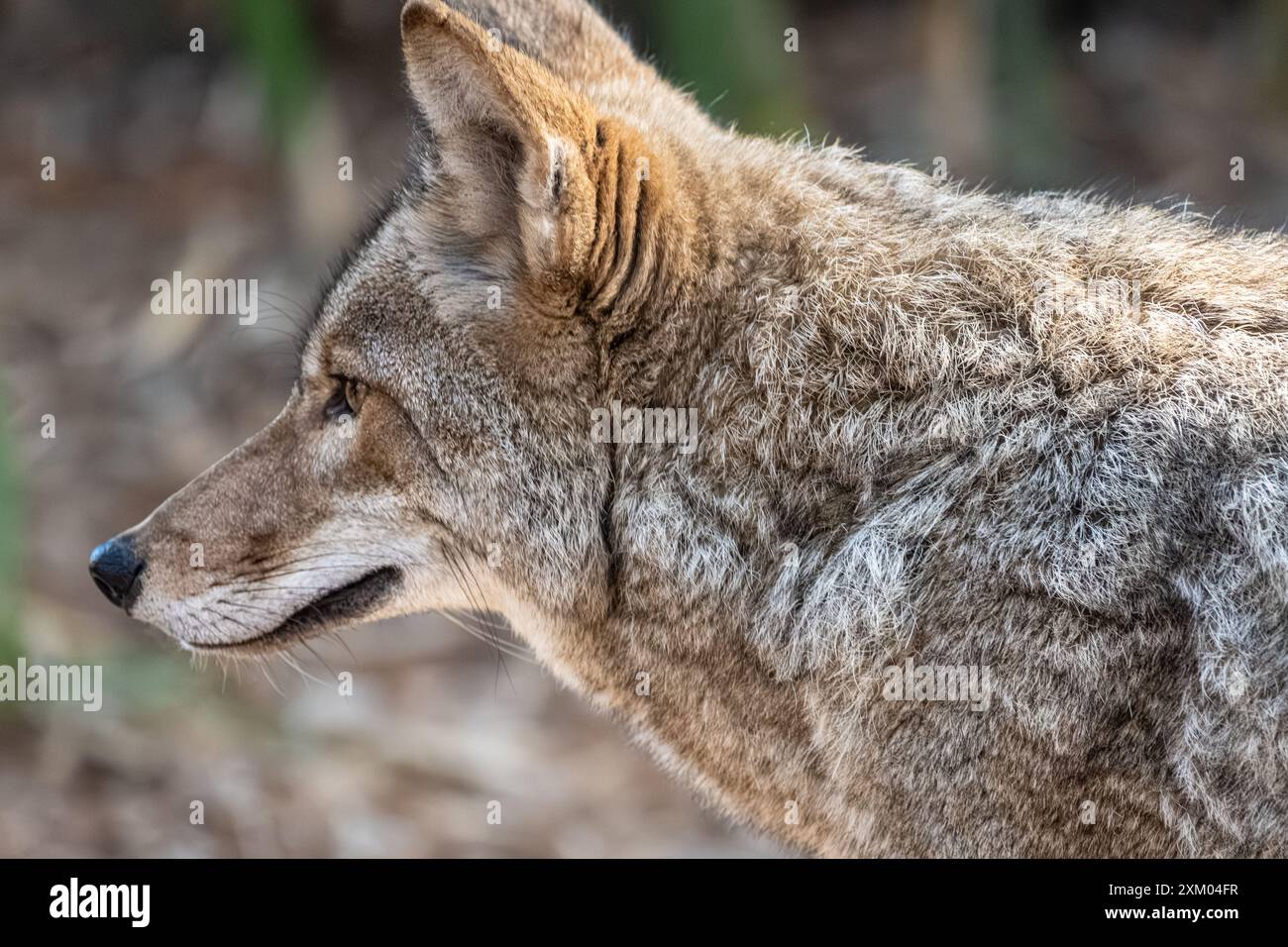 Coyote (Canis latrans thamnos) at Jacksonville Zoo and Gardens in ...