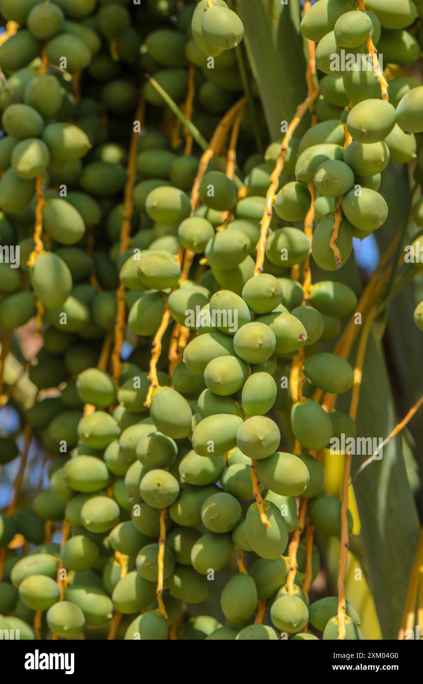 Unripe date clusters hanging from a palm tree Stock Photo - Alamy