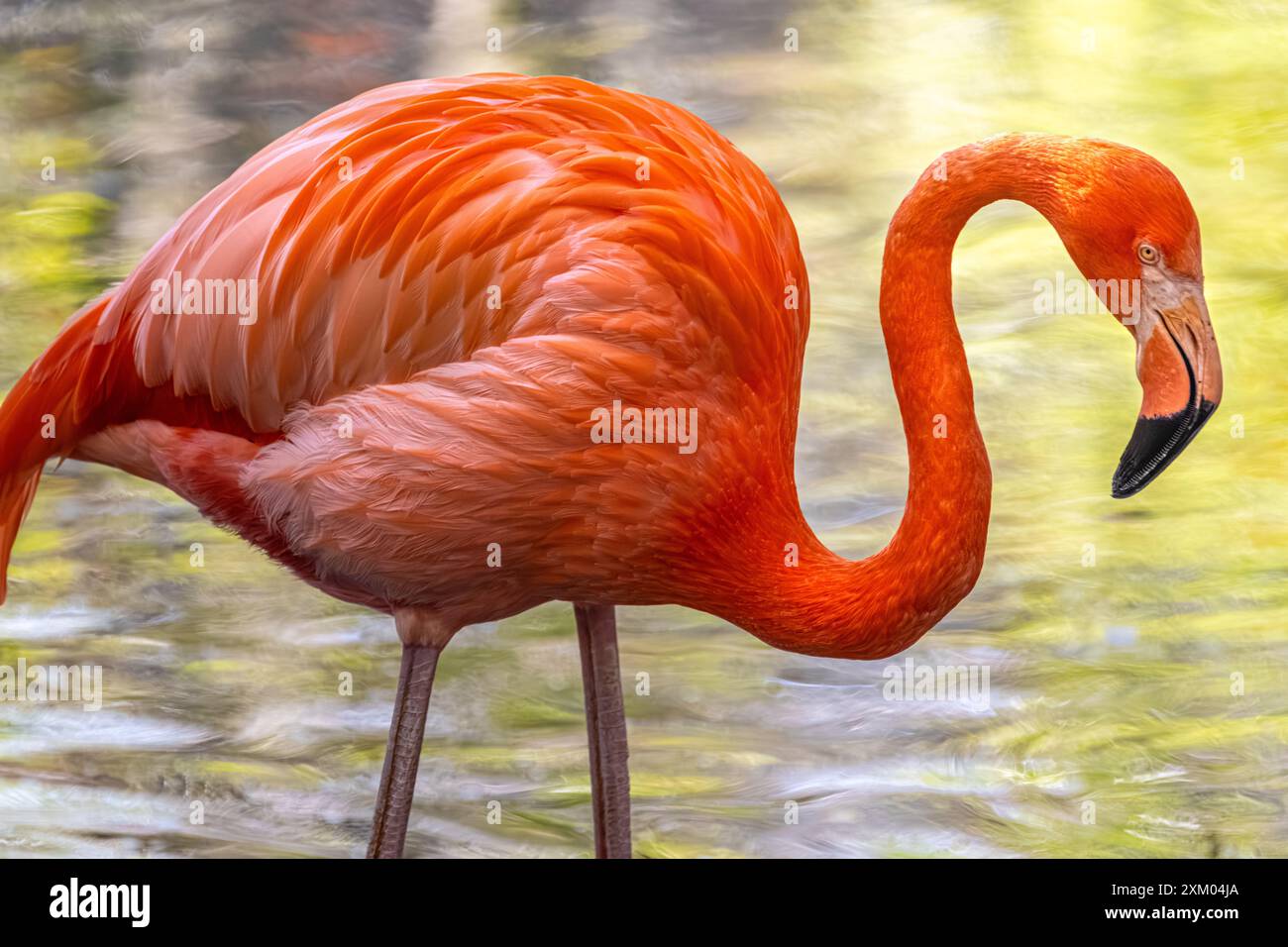 Jacksonville zoo american flamingo hi-res stock photography and images ...