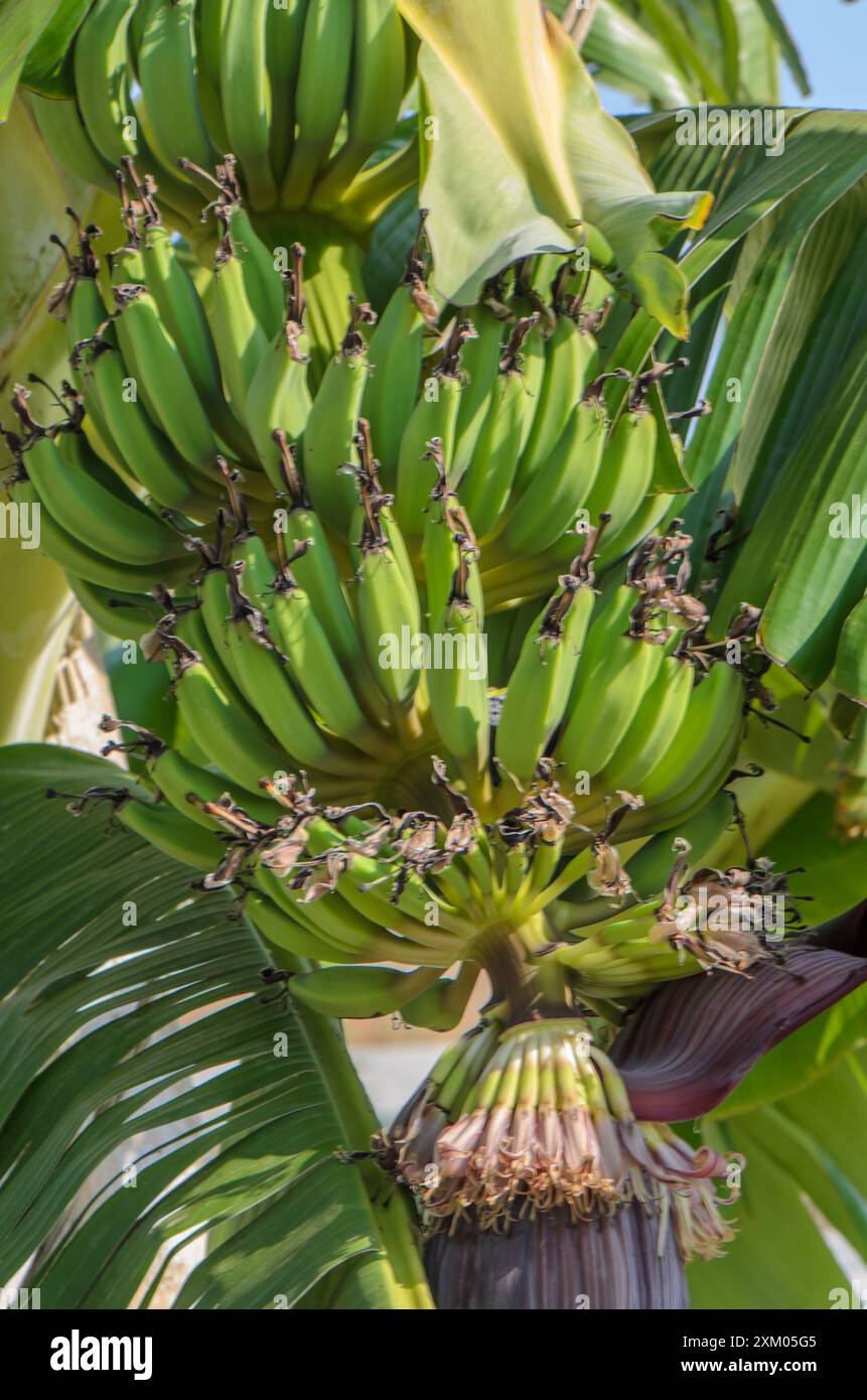 Green bananas growing on trees. Green tropical banana fruits close-up ...