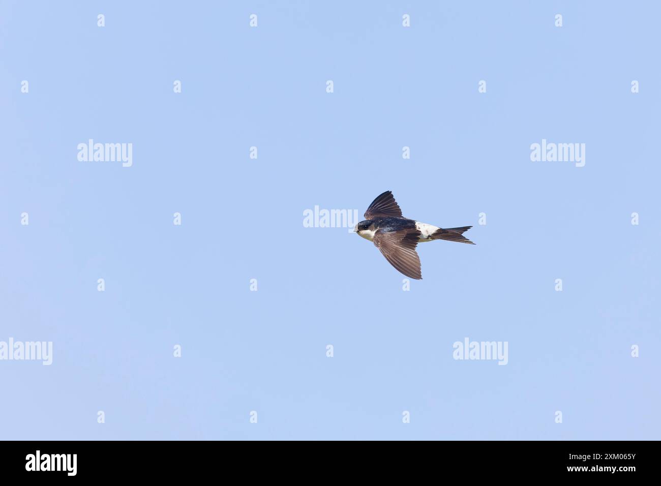 House martin england flying hi-res stock photography and images - Alamy