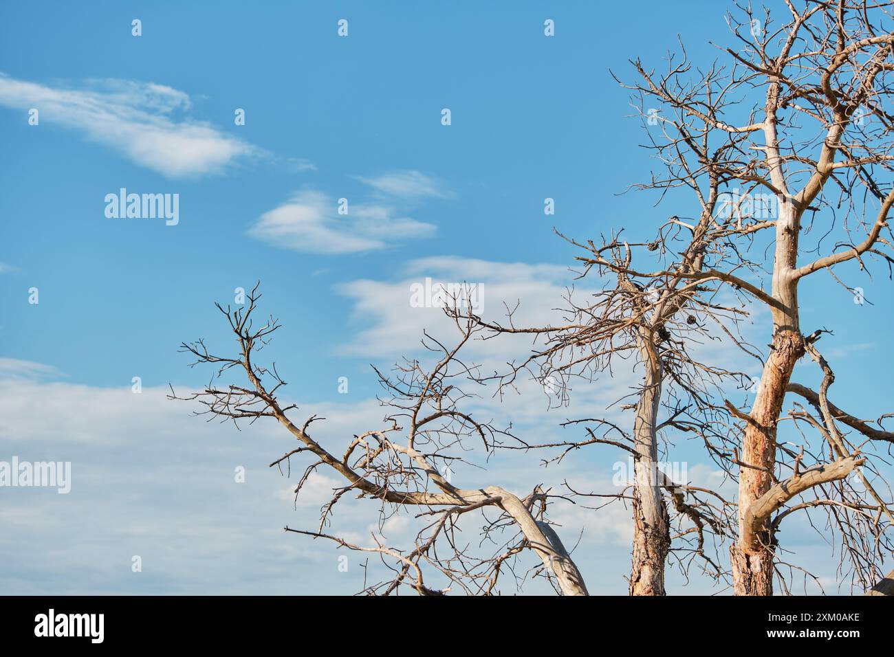 Poster about drought problems about the danger of fires in mountain ...