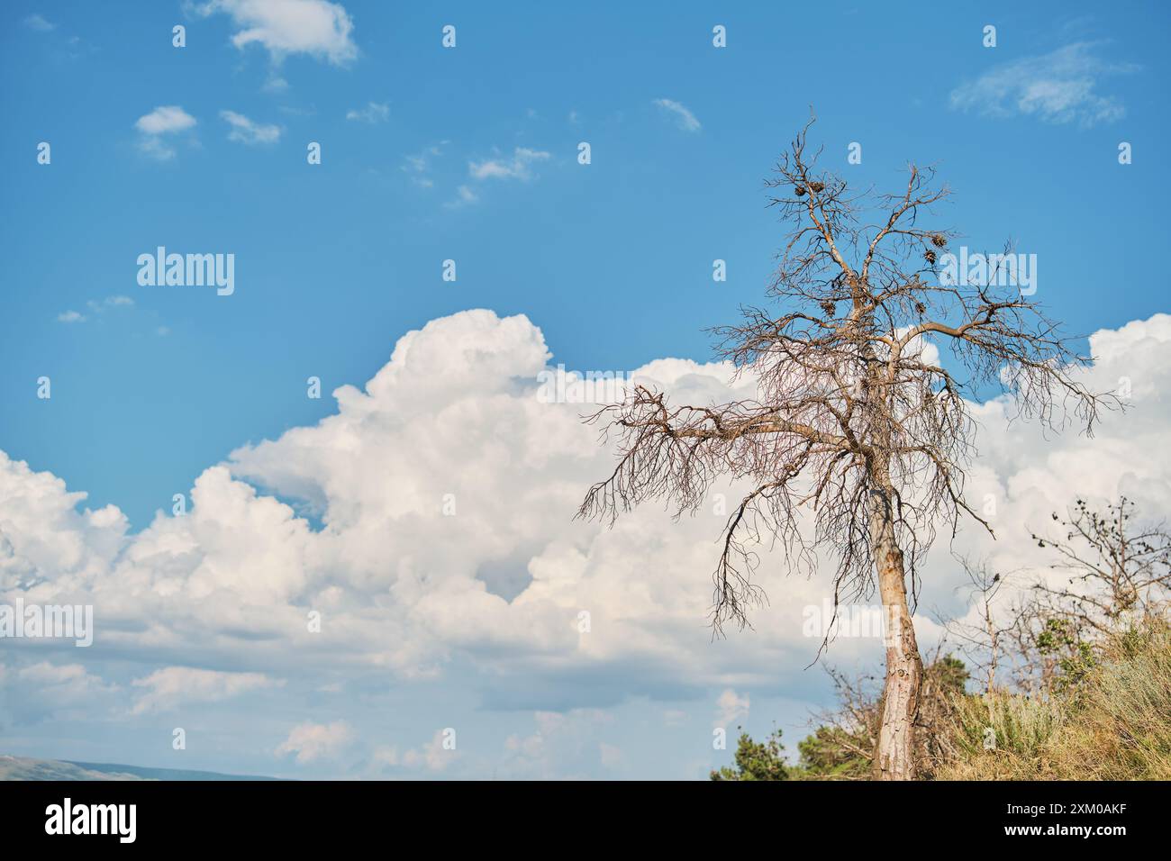 Drought concept about the danger of fires in mountain forests, dead dry ...