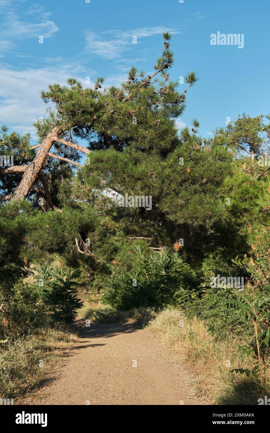 Vertical poster with an old pine tree hanging over a path in the ...