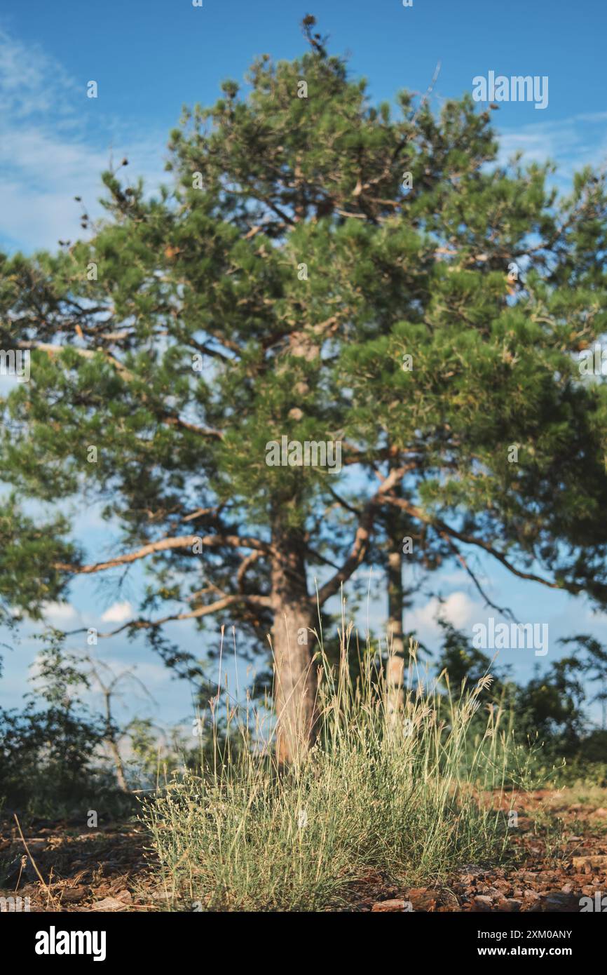Vertical poster with pine tree on a mountain road, walking and hiking ...