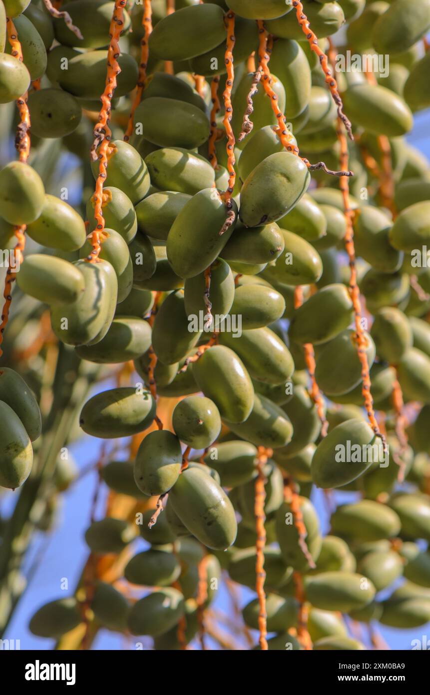 Closeup, Ripes with yellow fruits dates (Phoenix dactylifera Stock ...