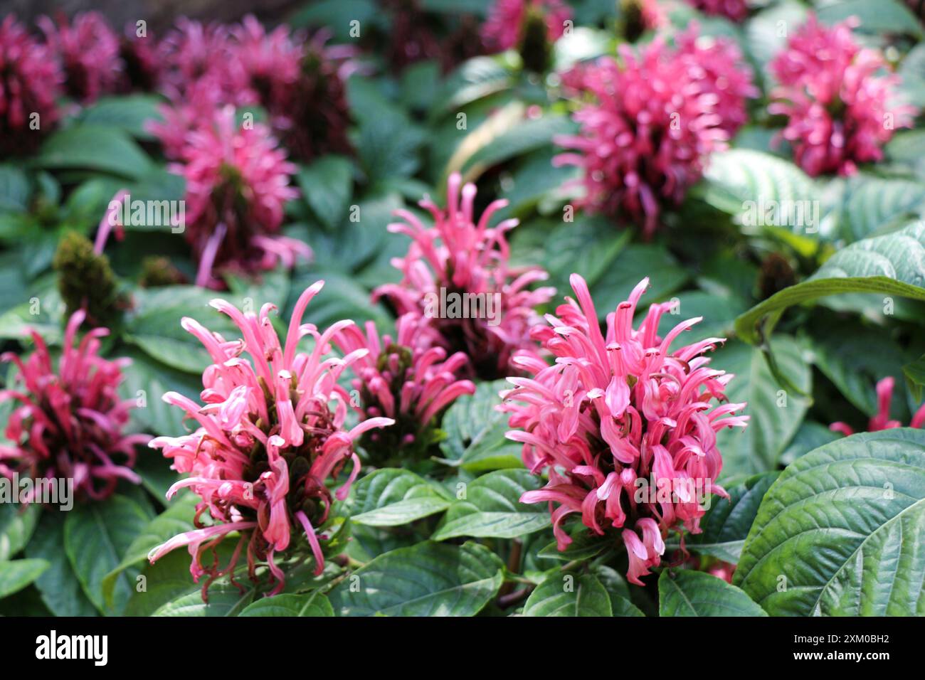 Beautiful Brazilian Blume flowers in nature background Stock Photo - Alamy