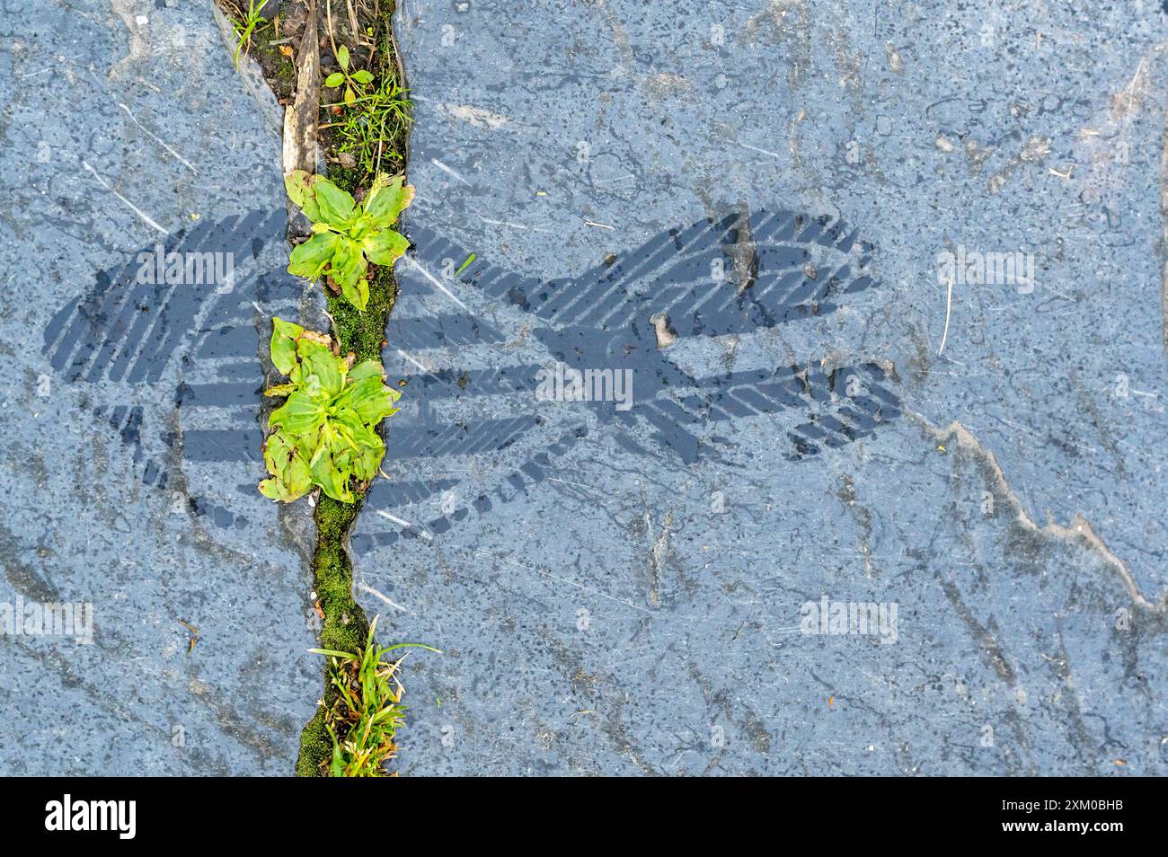 A wet footprint after a trainer shoe on dark stone Stock Photo - Alamy