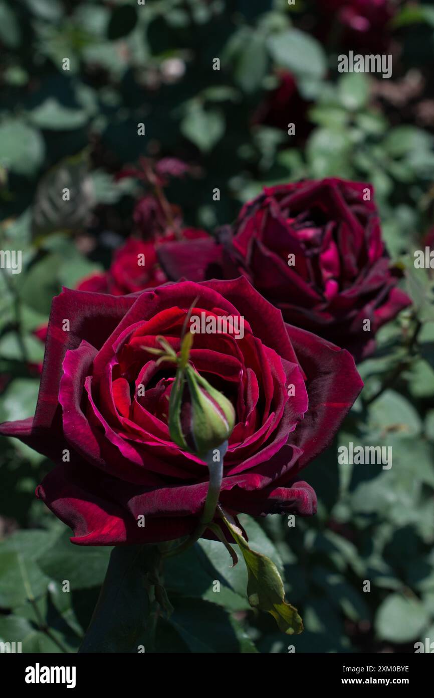 Blooming beautiful colorful roses in the garden background Stock Photo ...