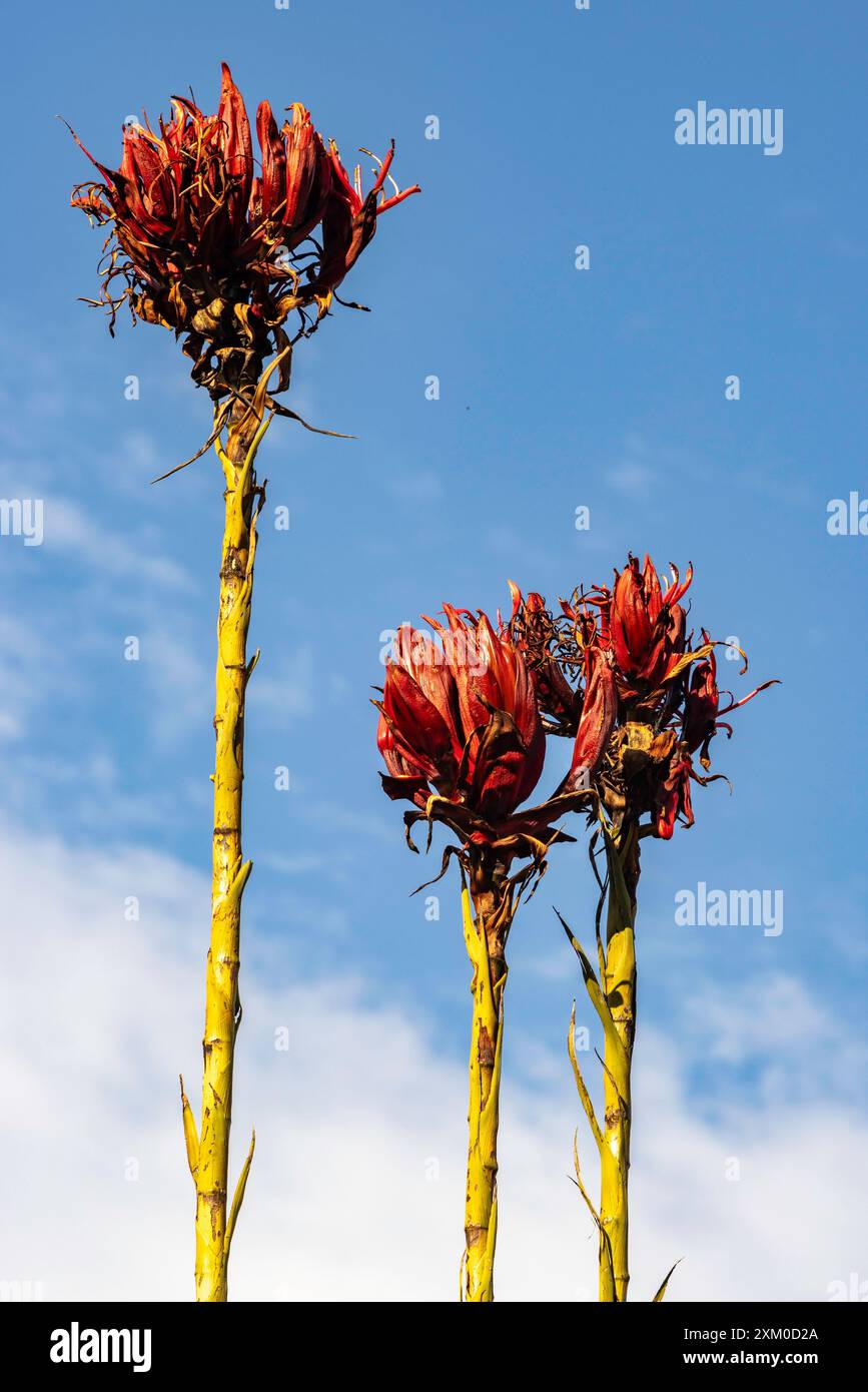 Gymea lily spike hi-res stock photography and images - Alamy