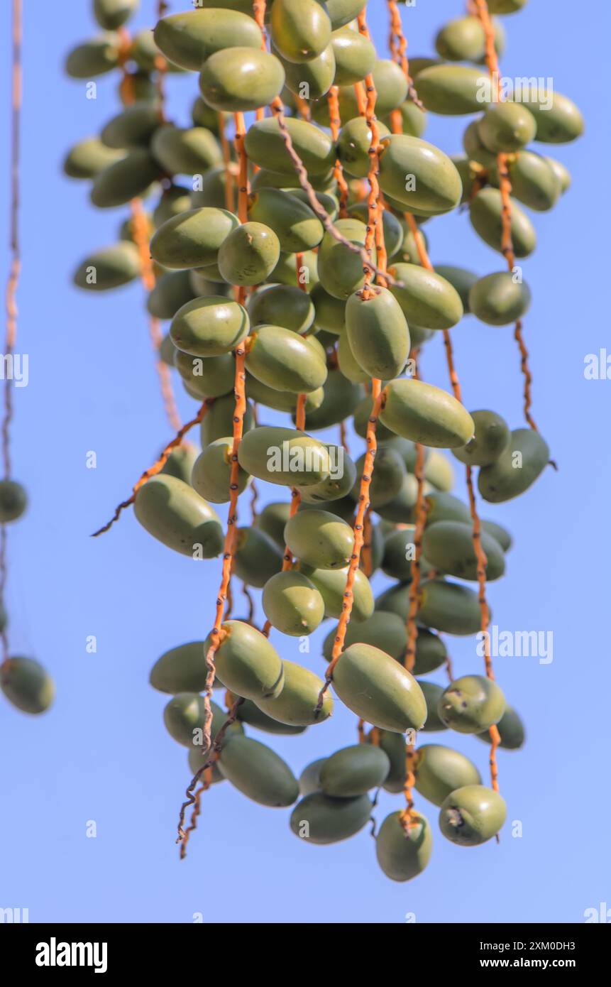 Date Palm Phoenix dactylifera L. yellow fruit on background Stock Photo ...