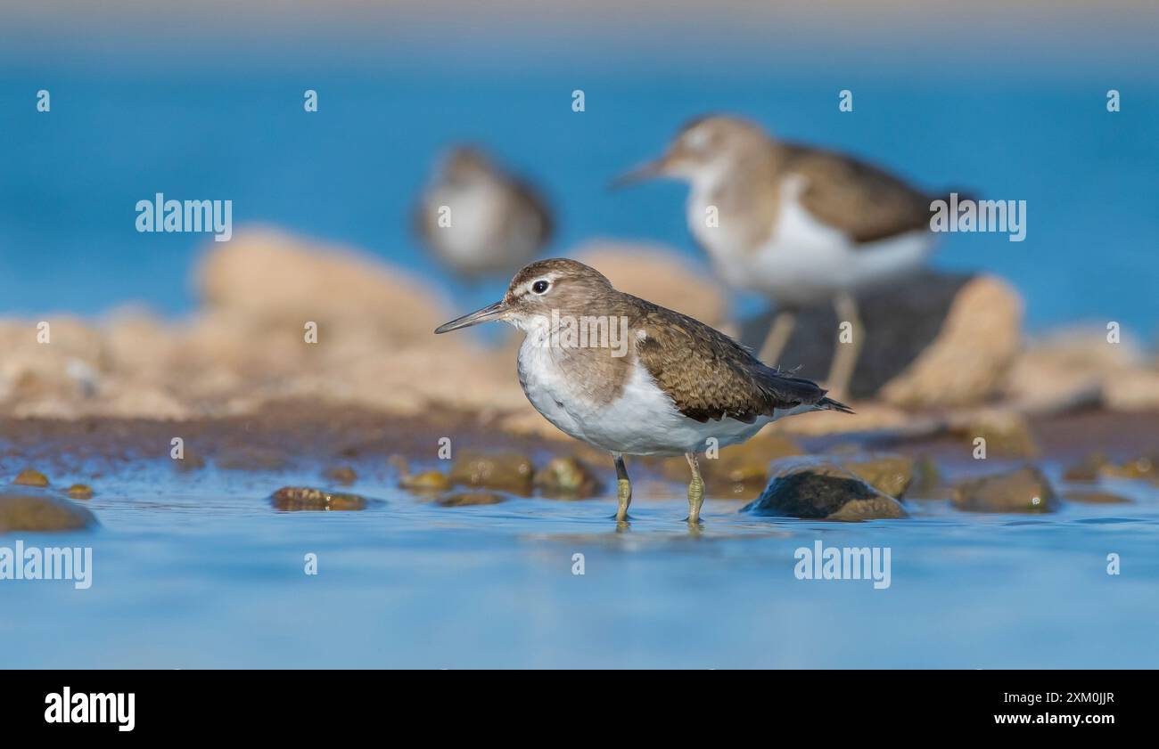 Common Sandpiper (Actitis hypoleucos) is a wetland bird that feeds on ...
