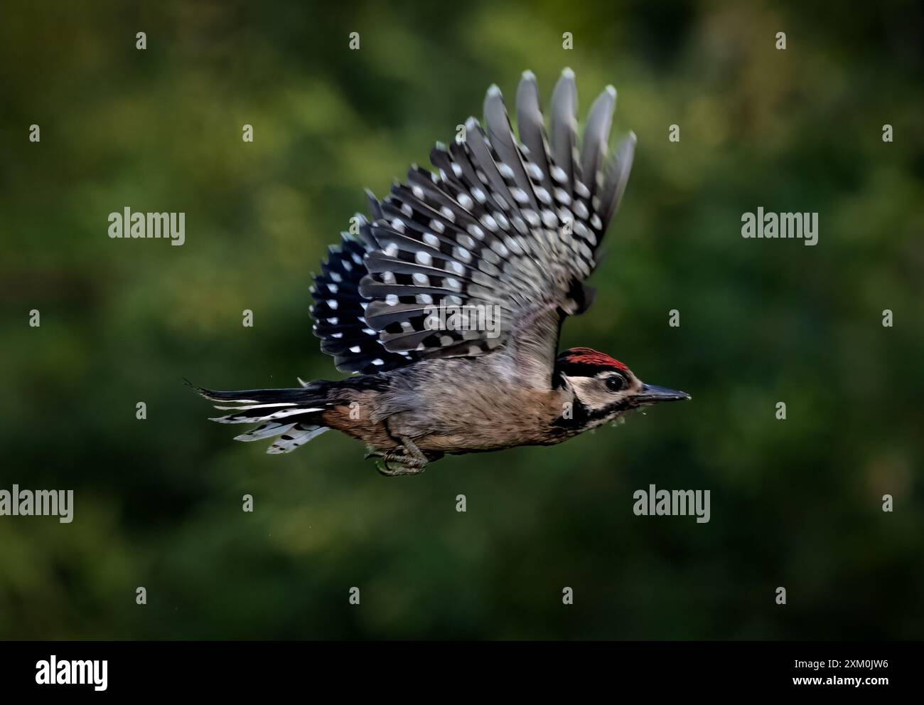 great Spotted woodpecker in flight Stock Photo - Alamy