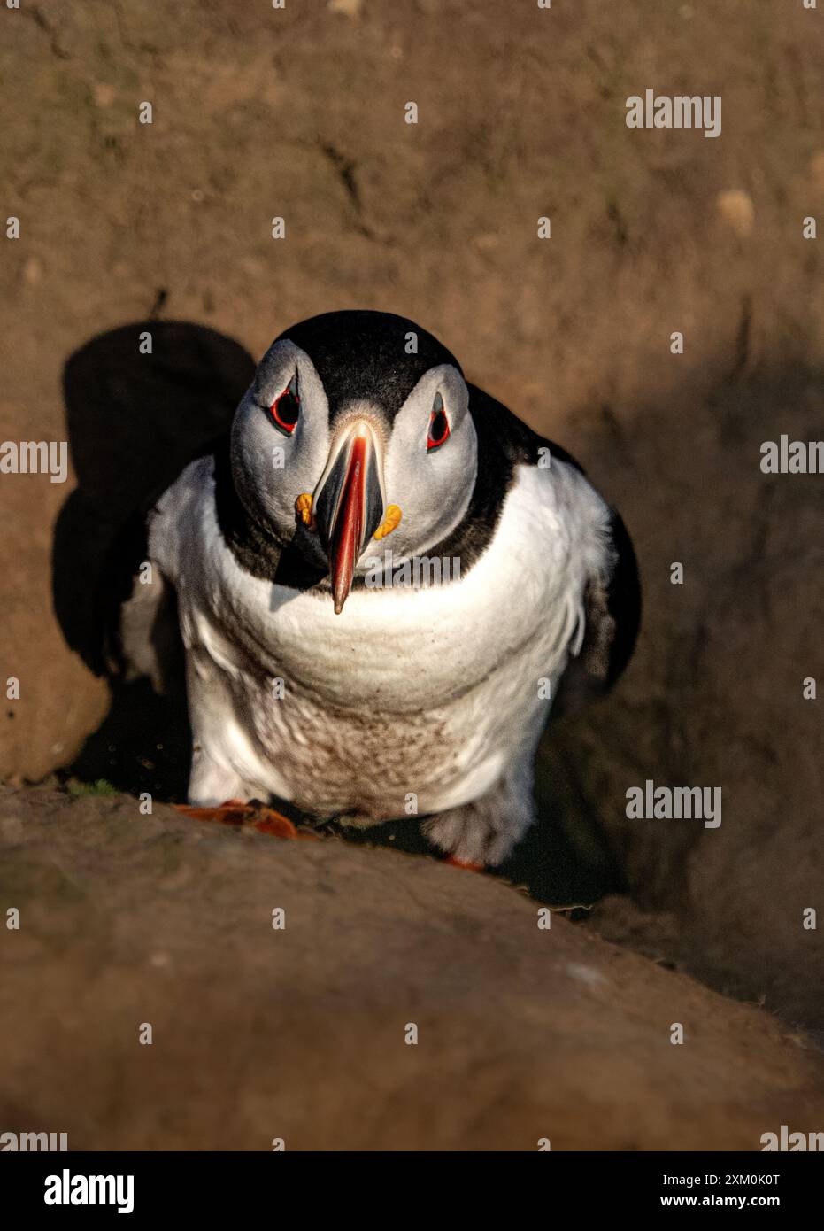 Puffin in burrow skomer hi-res stock photography and images - Alamy