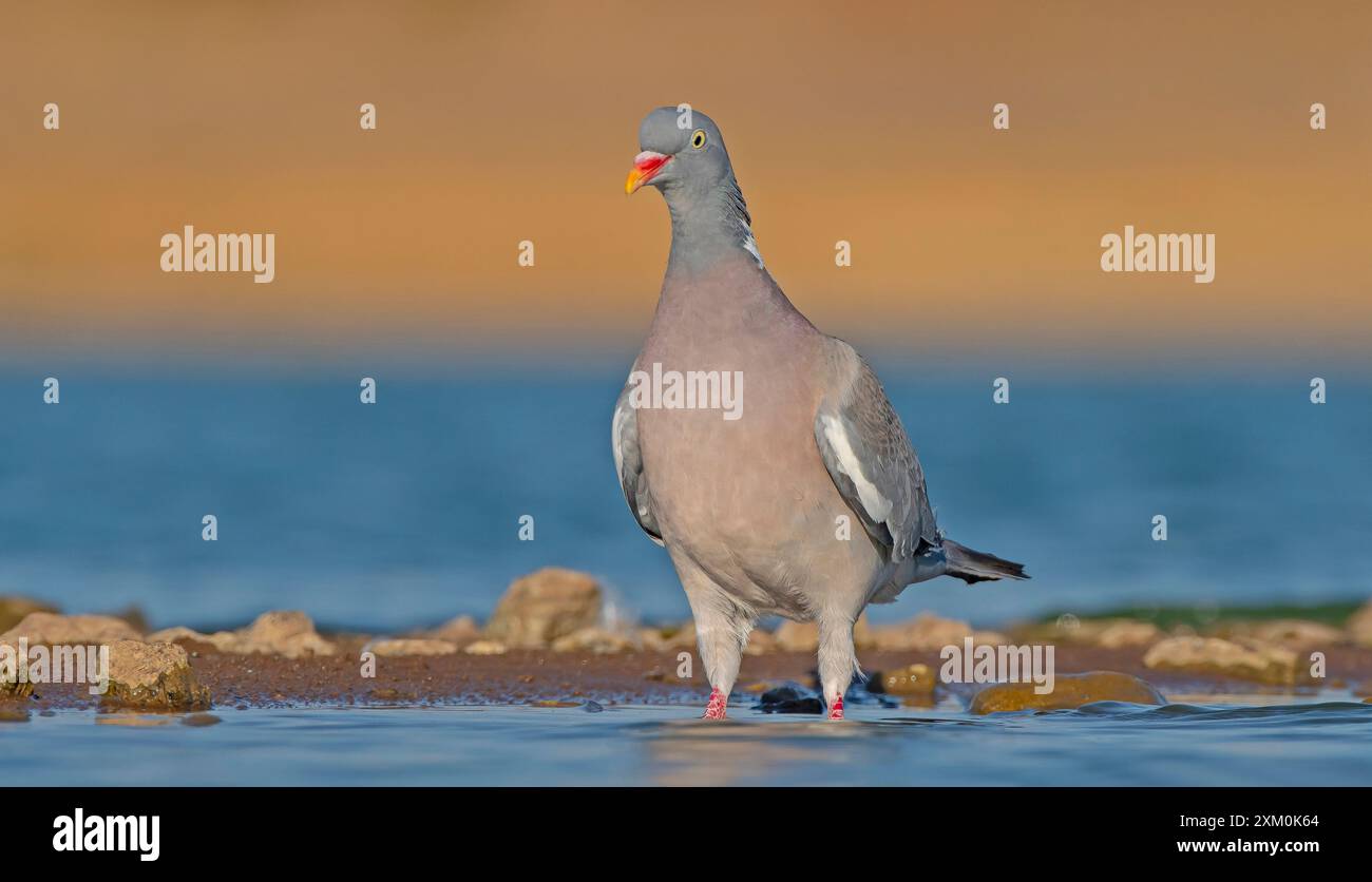 Pigeoncolumba palumbus hi-res stock photography and images - Alamy