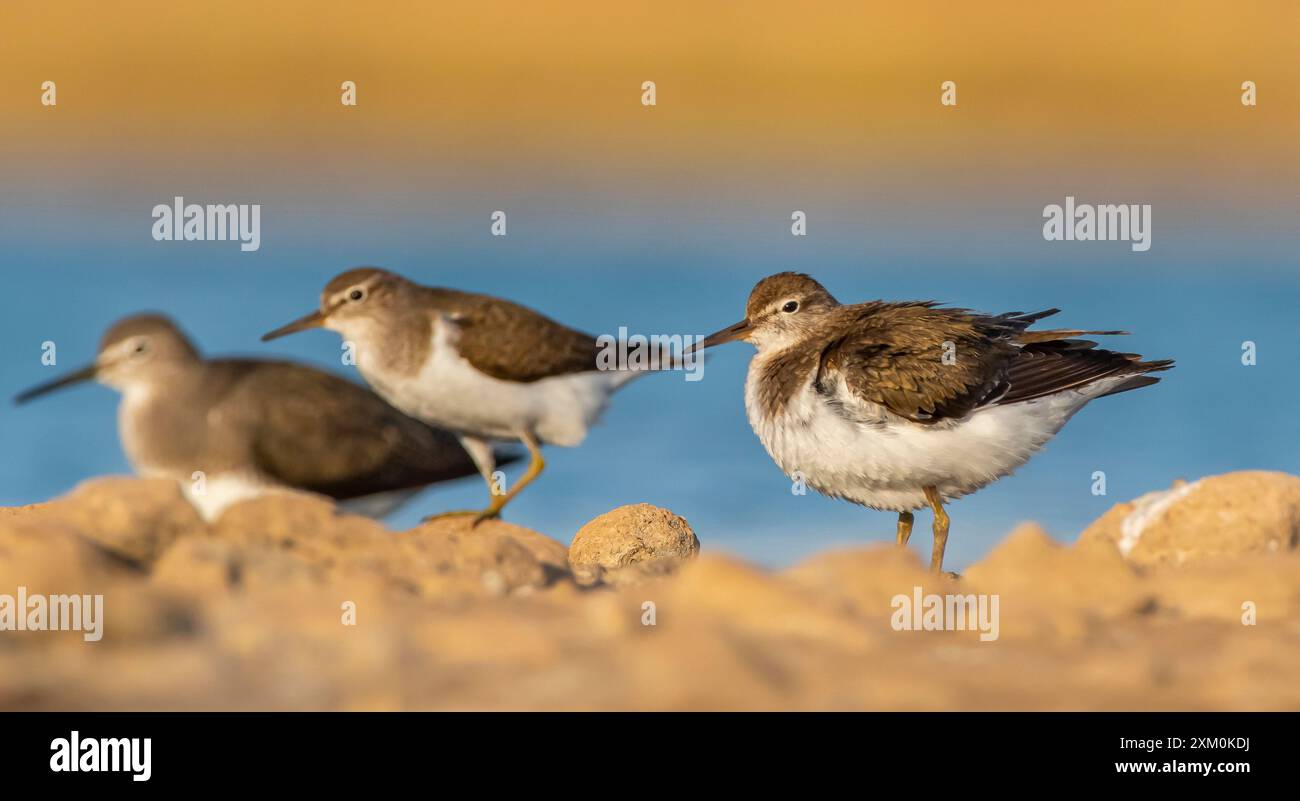Common Sandpiper (Actitis hypoleucos) is a wetland bird that feeds on ...