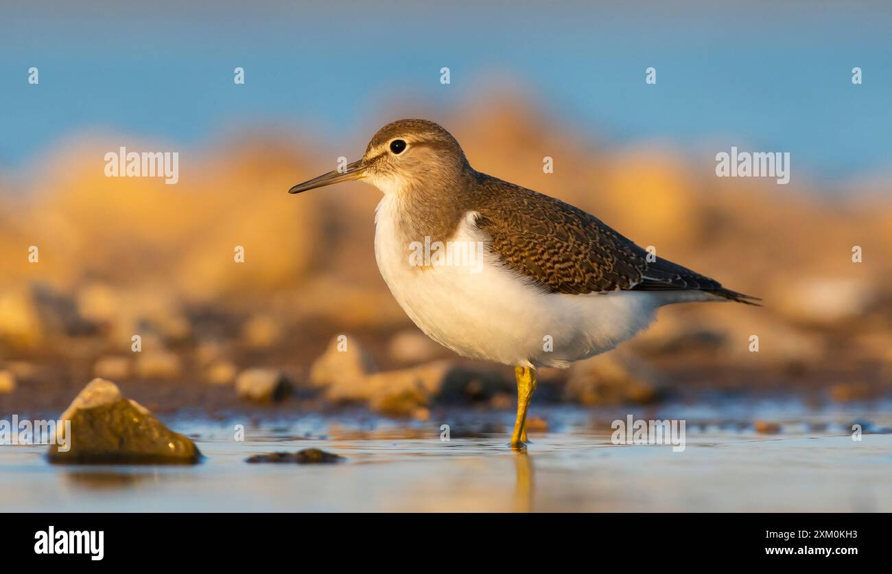 Common Sandpiper (Actitis hypoleucos) is a wetland bird that feeds on ...