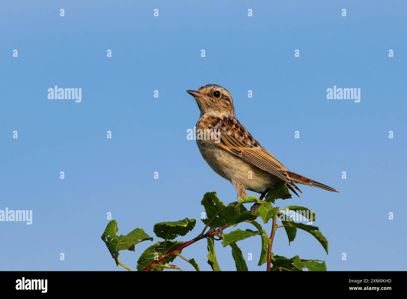 Female in a bush hi-res stock photography and images - Alamy
