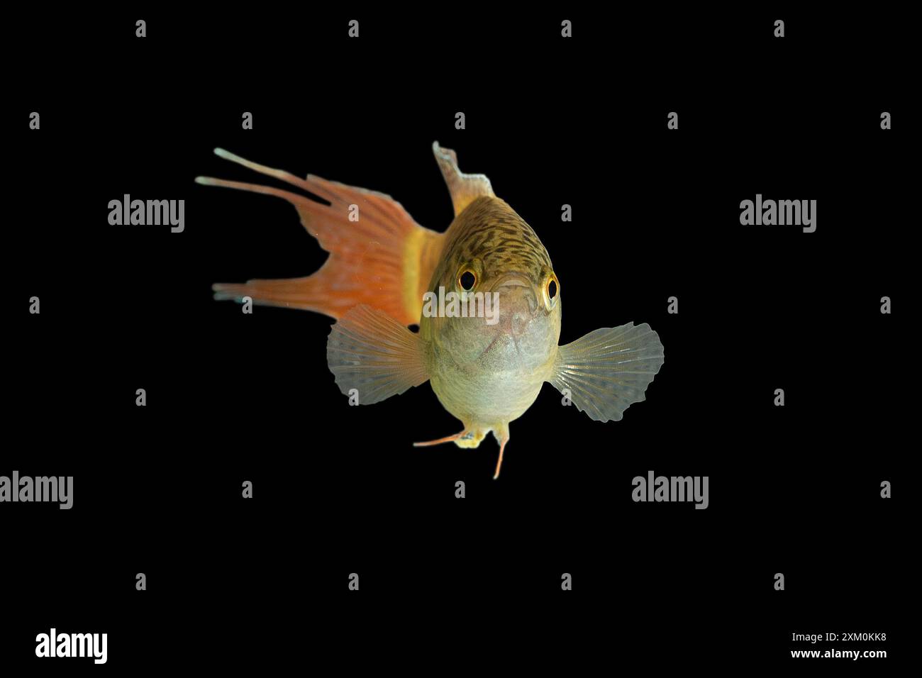 male paradise fish on dark background. (Macropodus opercularis); this ...