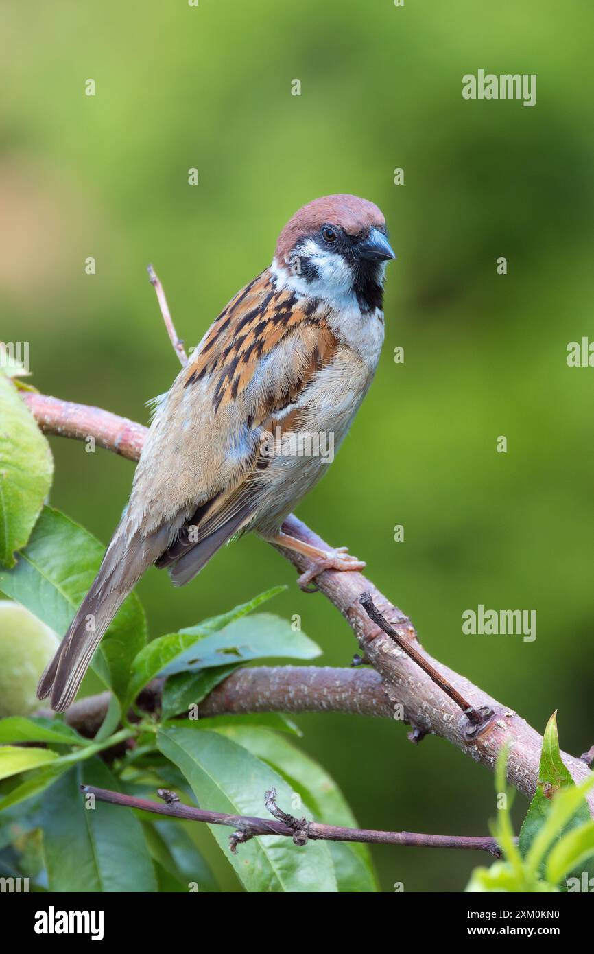 Lively sparrow hi-res stock photography and images - Alamy