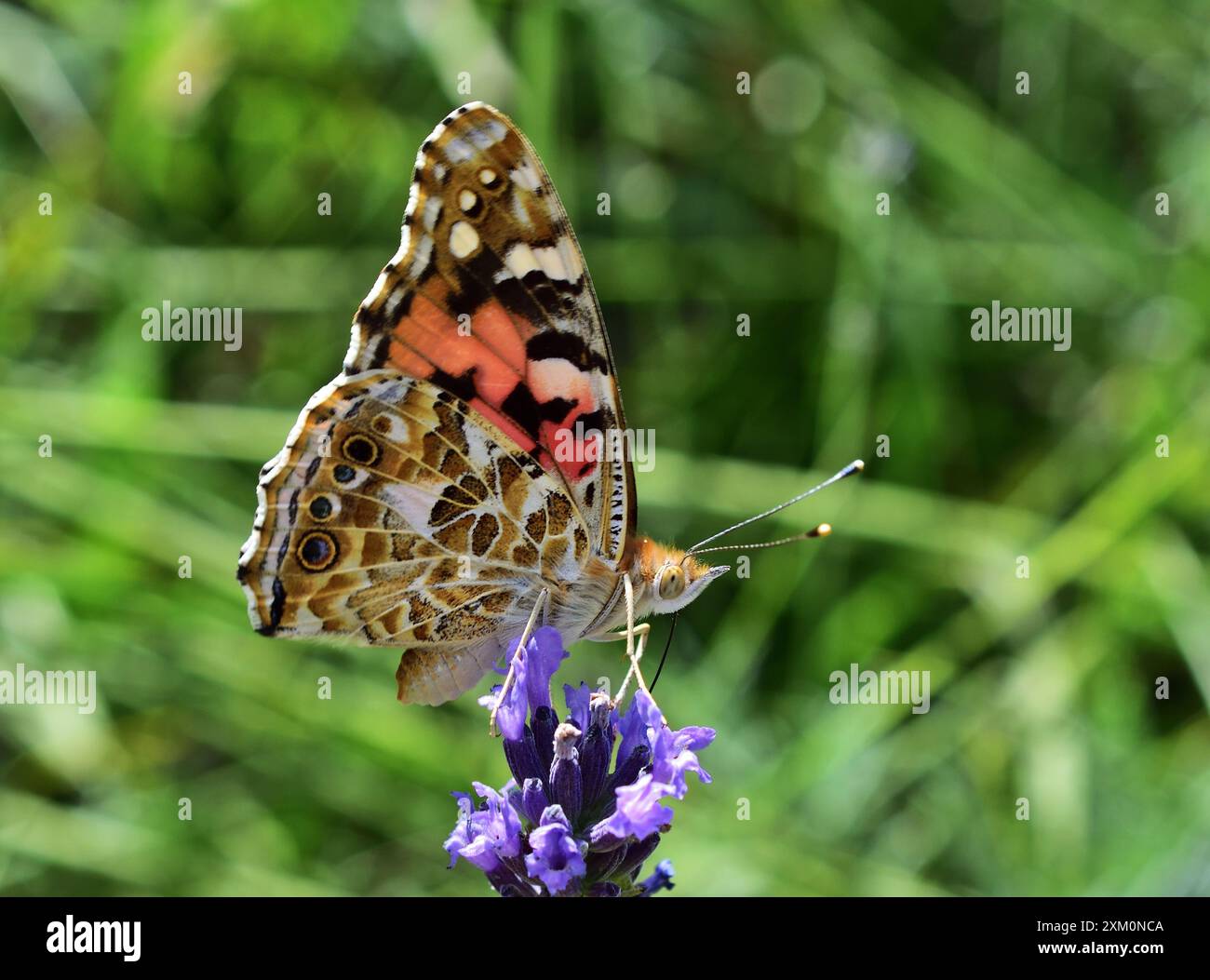 Vanessa cardui, the painted lady butterfly ventral Stock Photo - Alamy