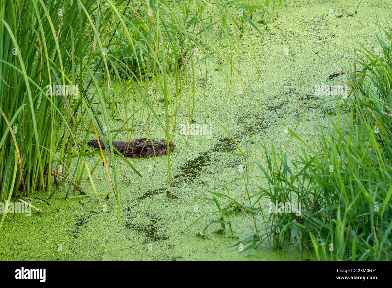 Beaver in the water in the swamp. Beaver close-up Stock Photo - Alamy