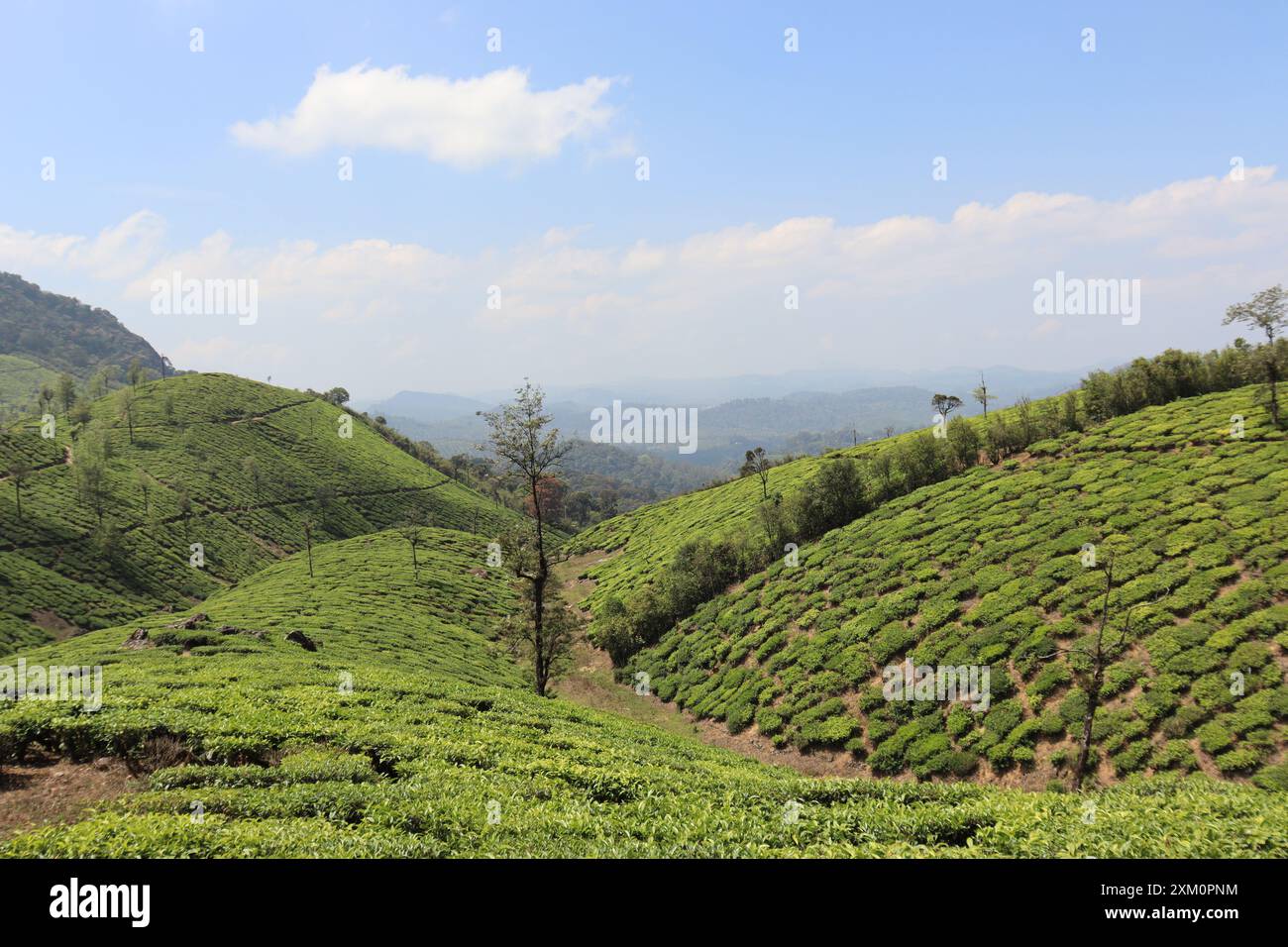 Valparai tea estate hi-res stock photography and images - Alamy