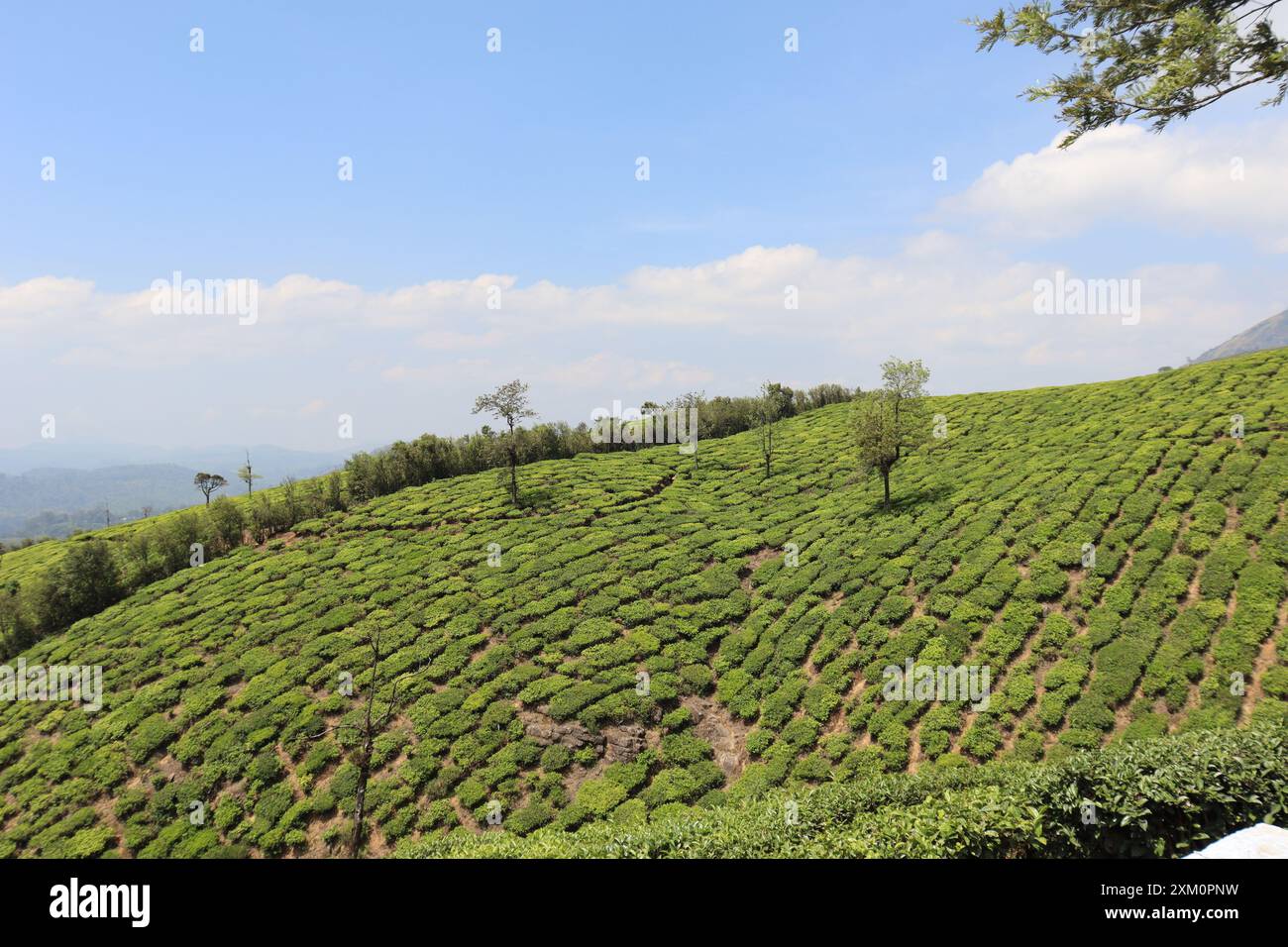 Valparai tea plantation hi-res stock photography and images - Alamy
