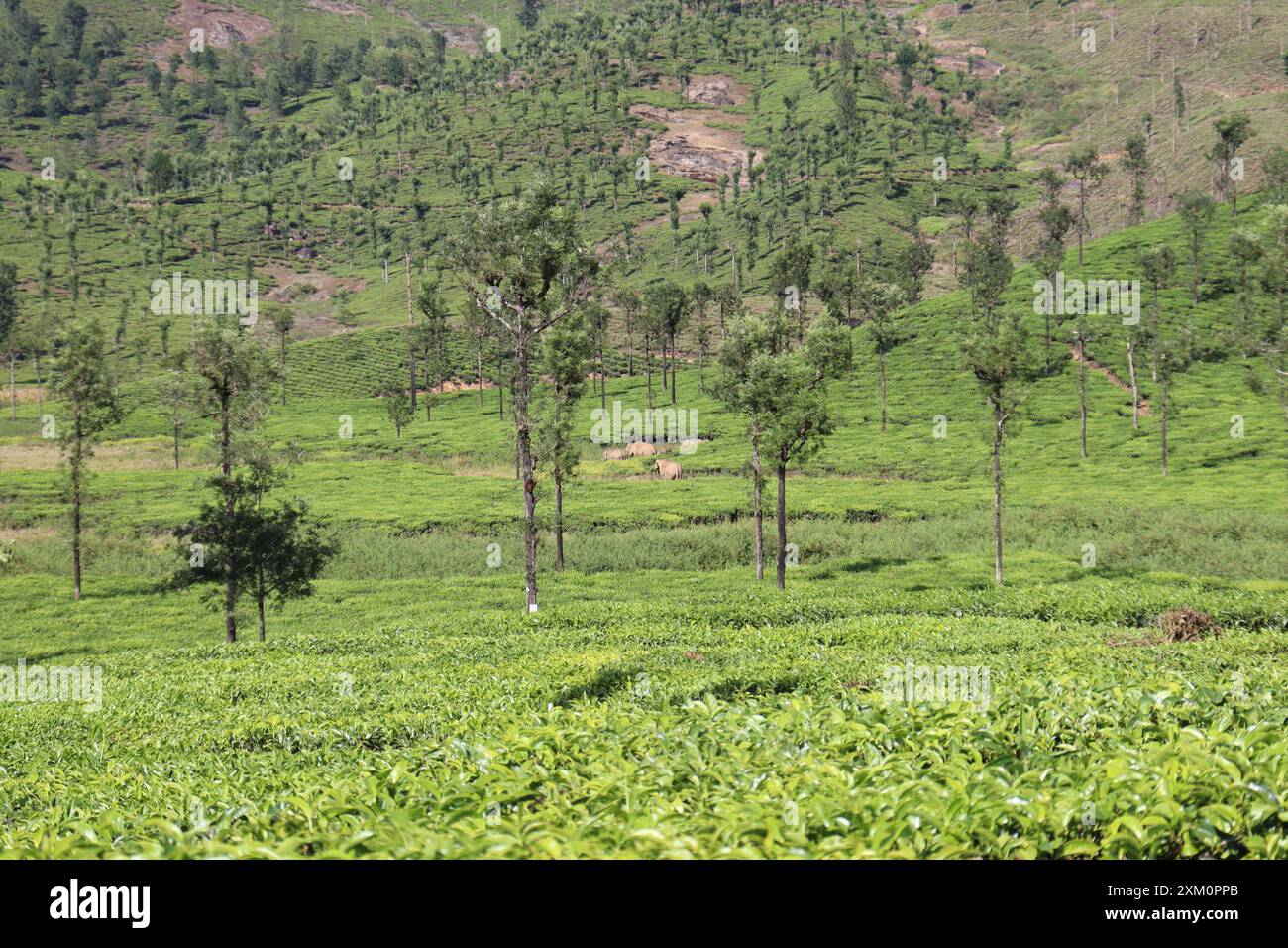 Valparai tea plantation hi-res stock photography and images - Alamy