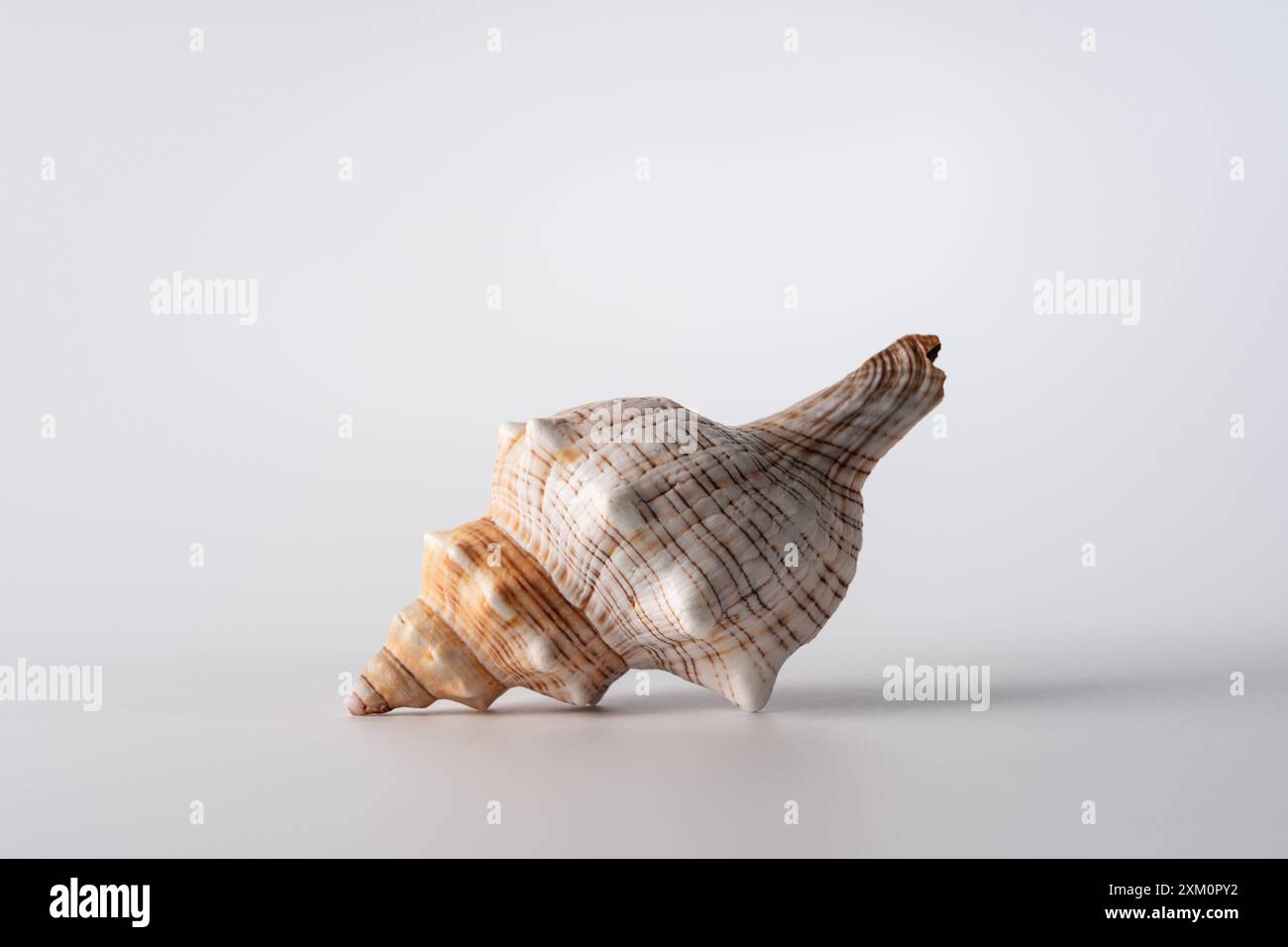 Beautiful sea shell on light grey background, studio shot. Decorative ...