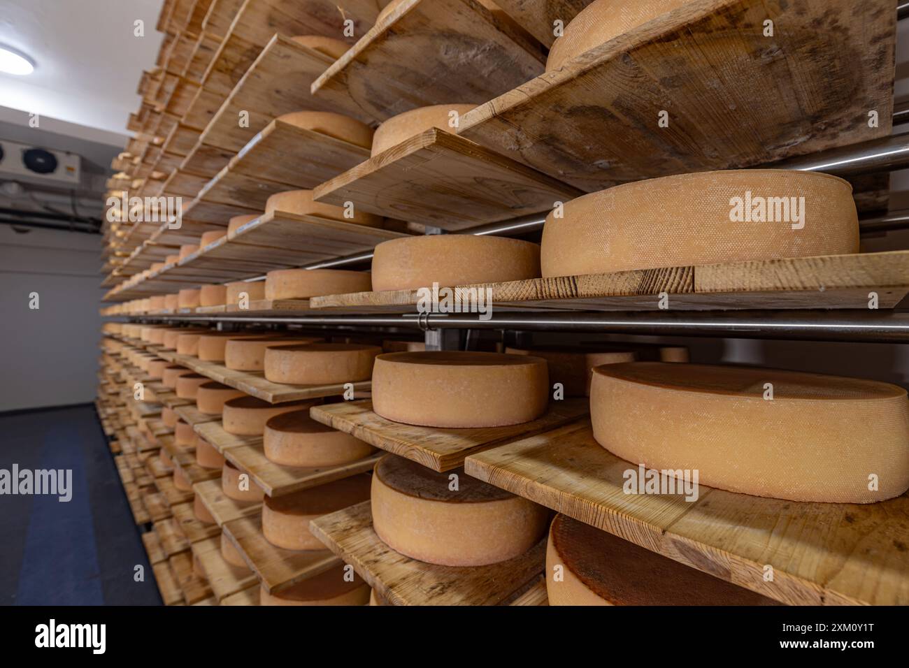 Wheels of aging cheese maturing on wooden shelves in a cheese factory ...