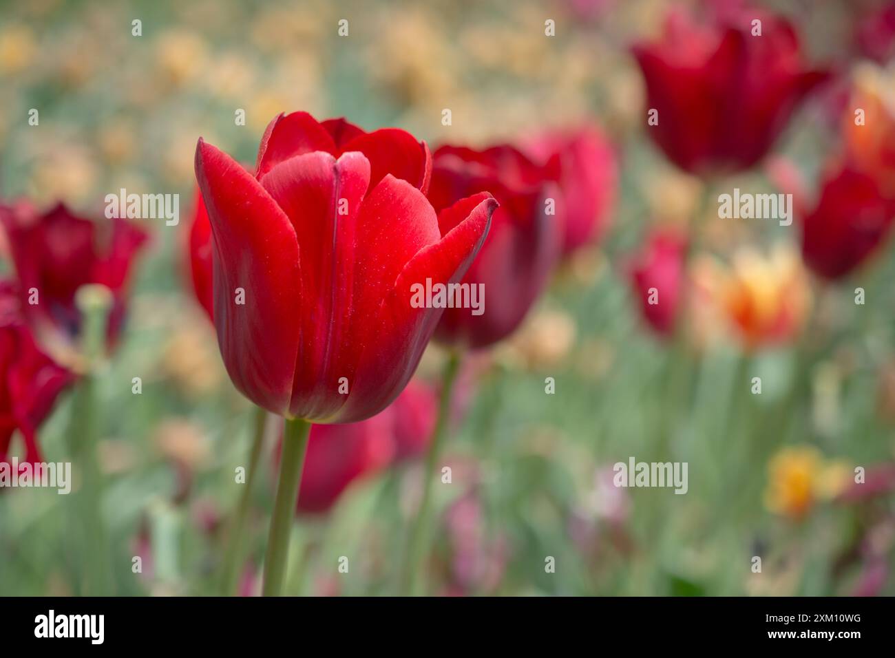 Colorful tulip flowers bloom in the spring garden Stock Photo - Alamy