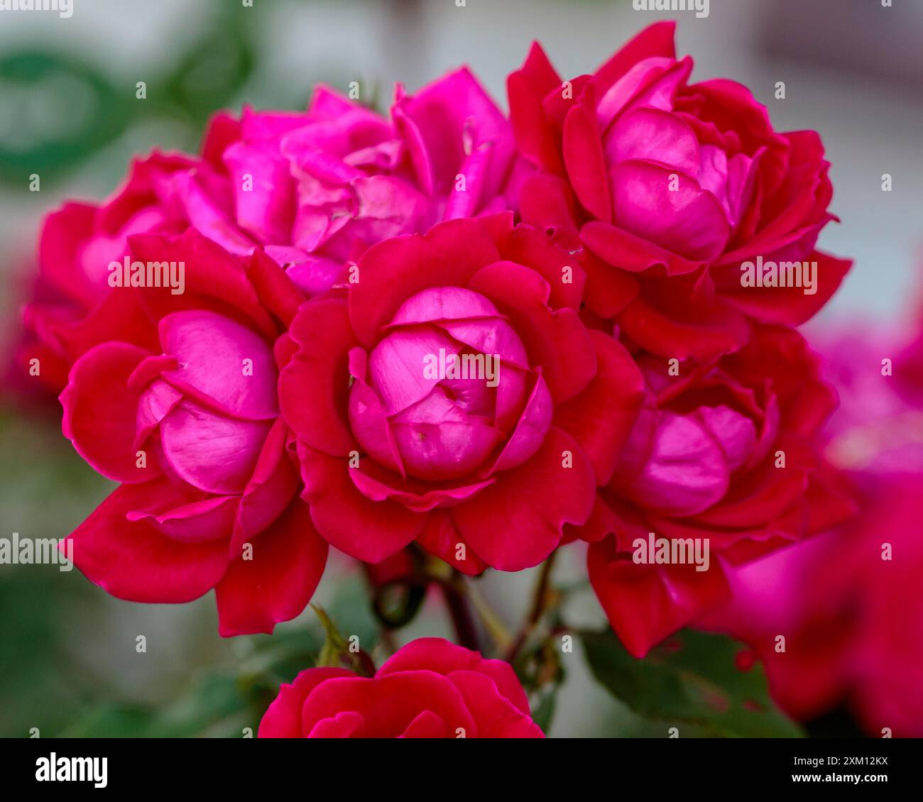 cherry red rose bushes blooming in the front garden Stock Photo - Alamy