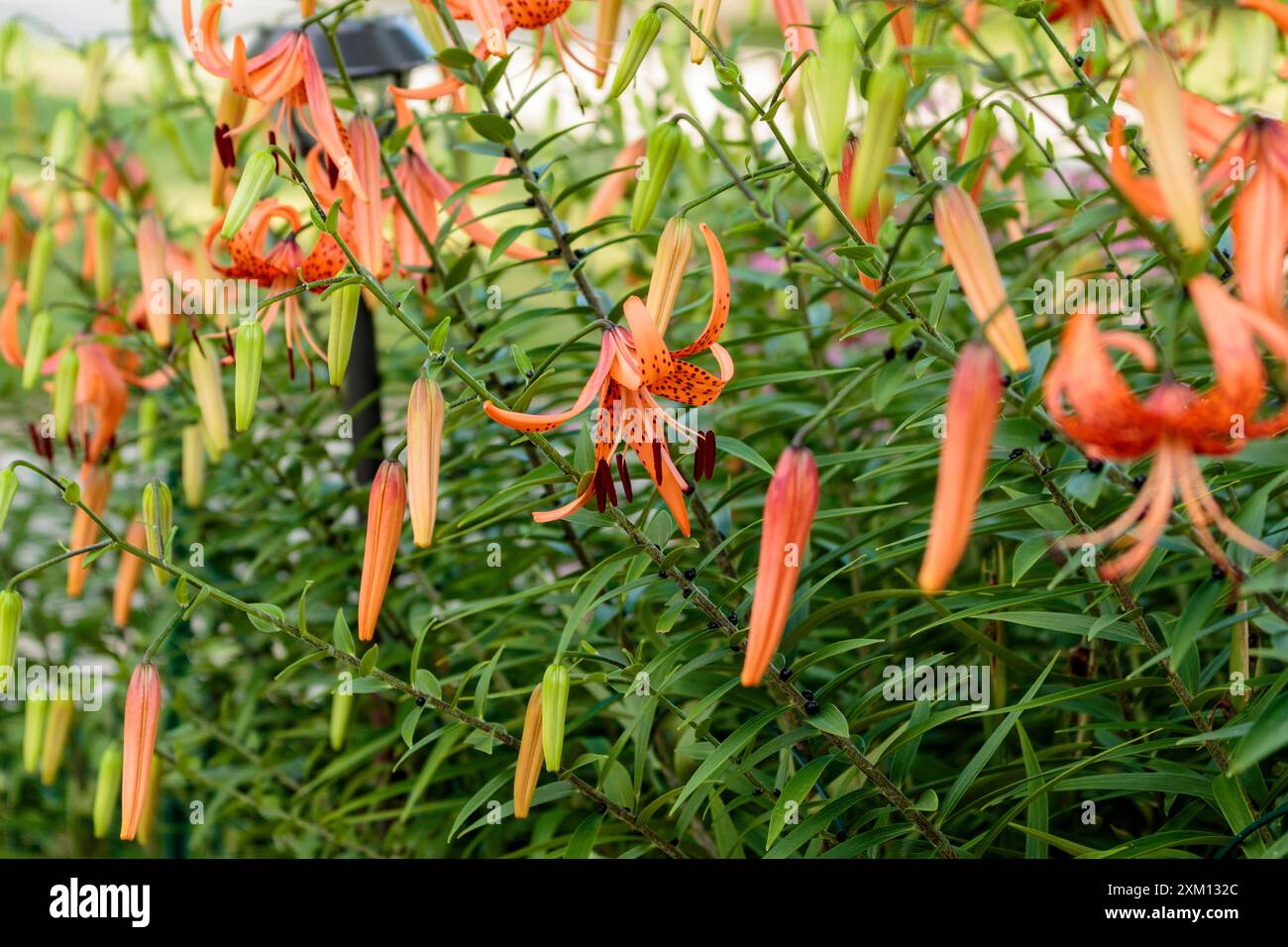 Tiger Lily blossom hanging out in the front garden Stock Photo - Alamy