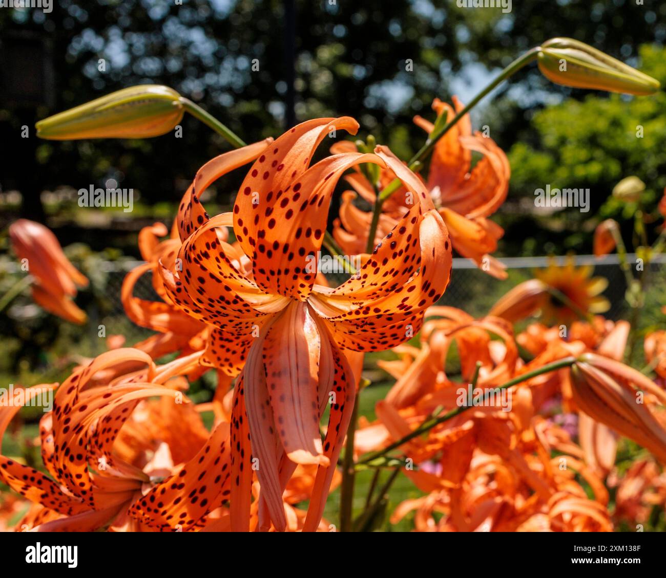 close up of a newly opened Double Tiger Lily blossom Stock Photo - Alamy
