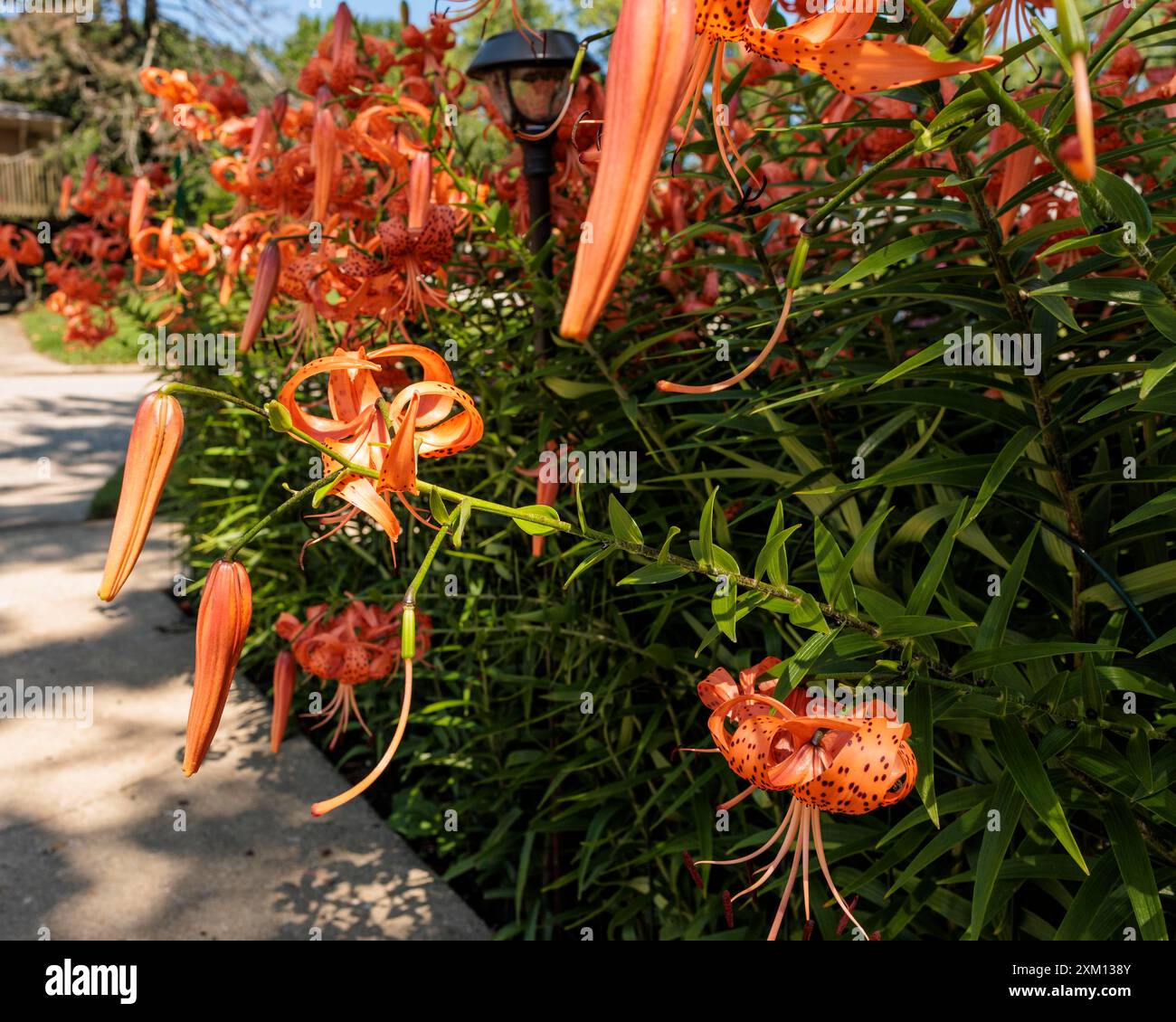 Tiger Lily blossom hanging out in the front garden by the drive Stock ...