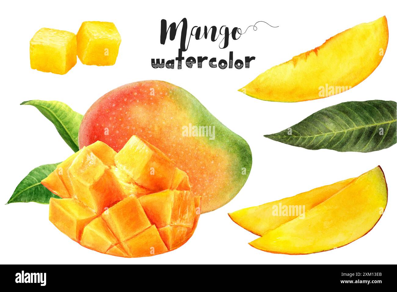 Stock illustration of mango fruit and slices in watercolor, with ...