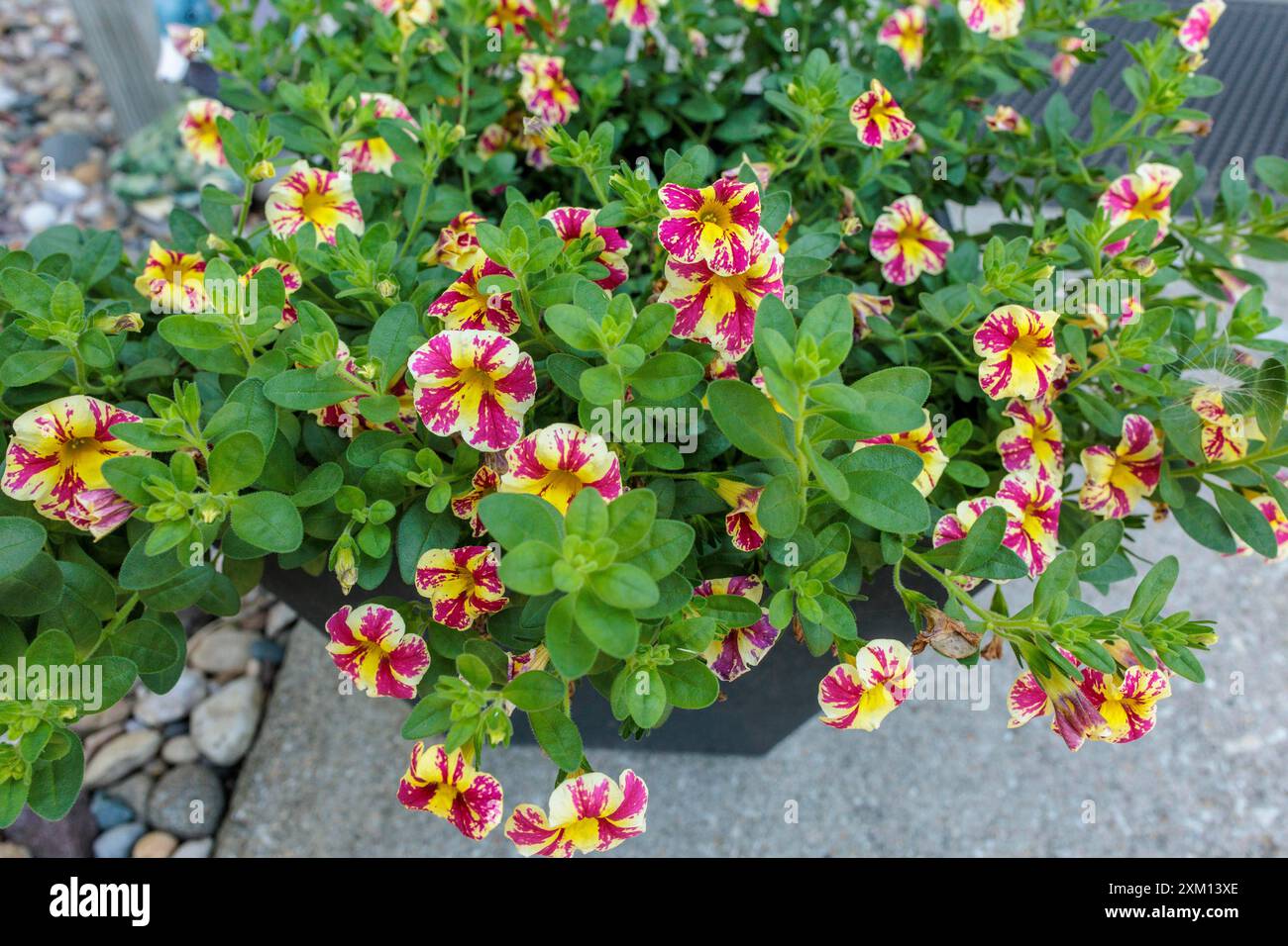 side view of yellow and pink Million Bells blossoms in a planter Stock ...
