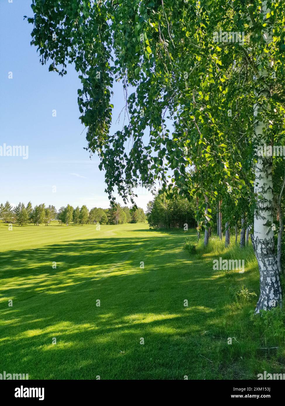 White birch trees agricultural hi-res stock photography and images - Alamy