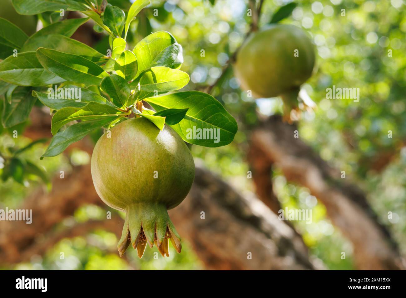 Citrus orchard basin hi-res stock photography and images - Alamy