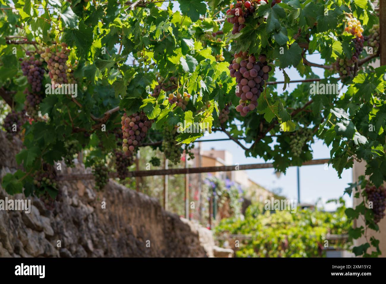Bunches of grapes ripening on the vine and creating shade in the yard ...